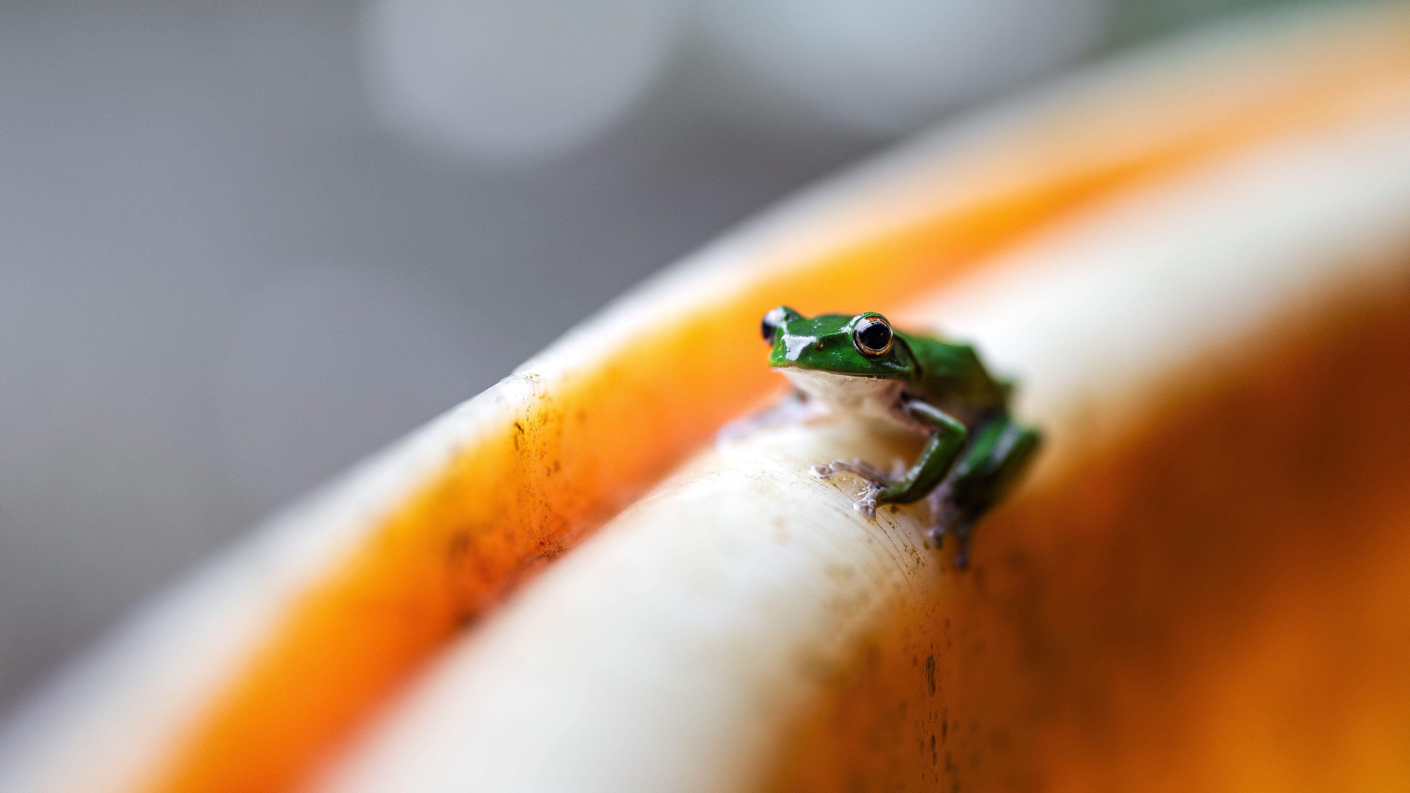 Free Kokoe Frog Photos, Download The BEST Free Free Kokoe Frog Stock ...