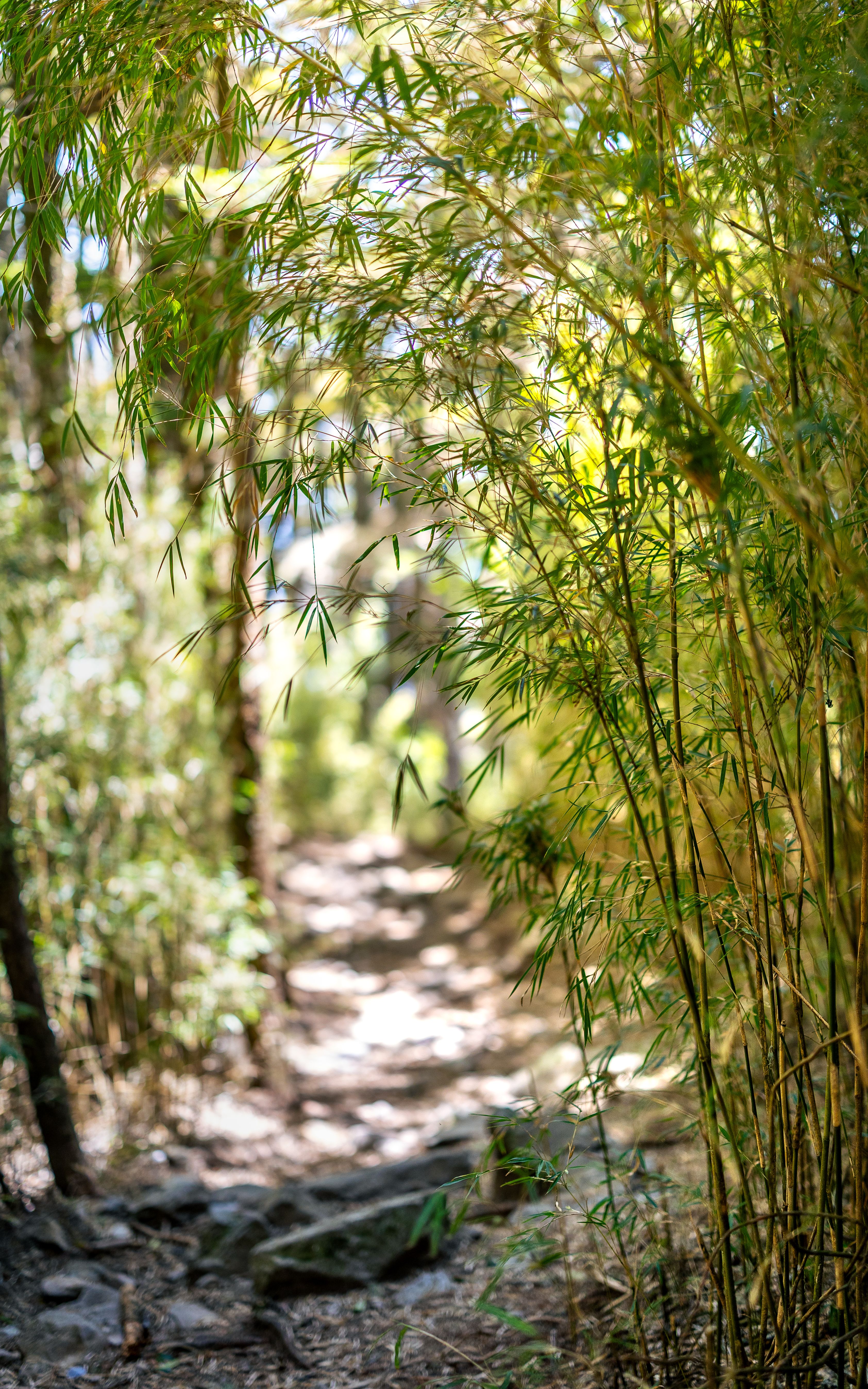 Bamboo Path Photos, Download The BEST Free Bamboo Path Stock Photos ...