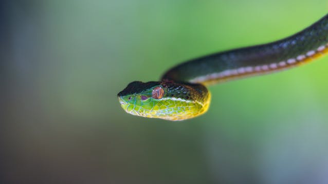 Caring for Jade Snake Plant: A Beginner's Growing Guide