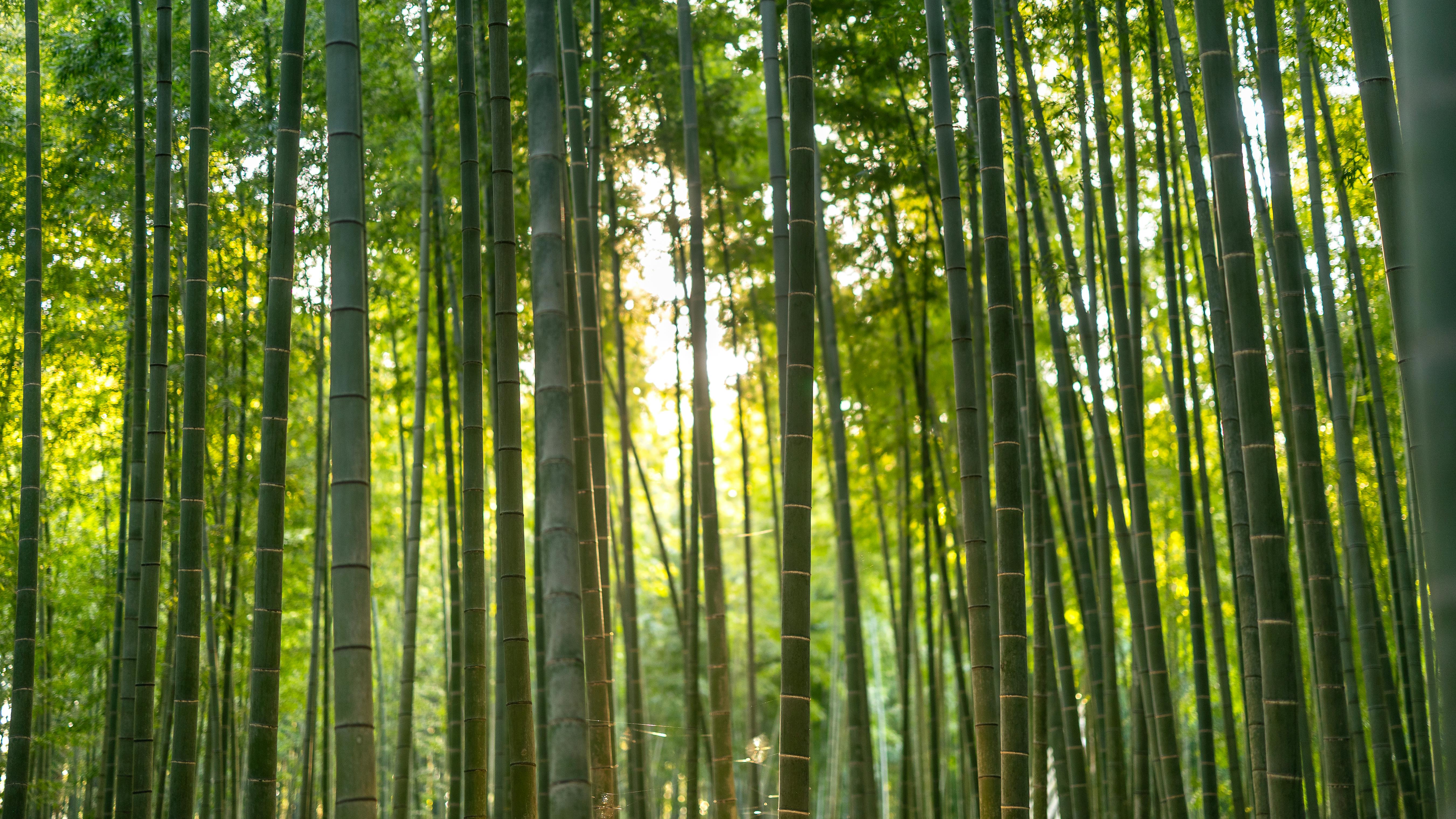 Bamboo Tree during Daytime · Free Stock Photo