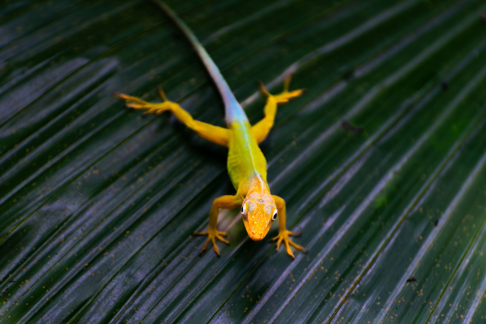 Complete Guide to Caring for Electric Blue Day Geckos