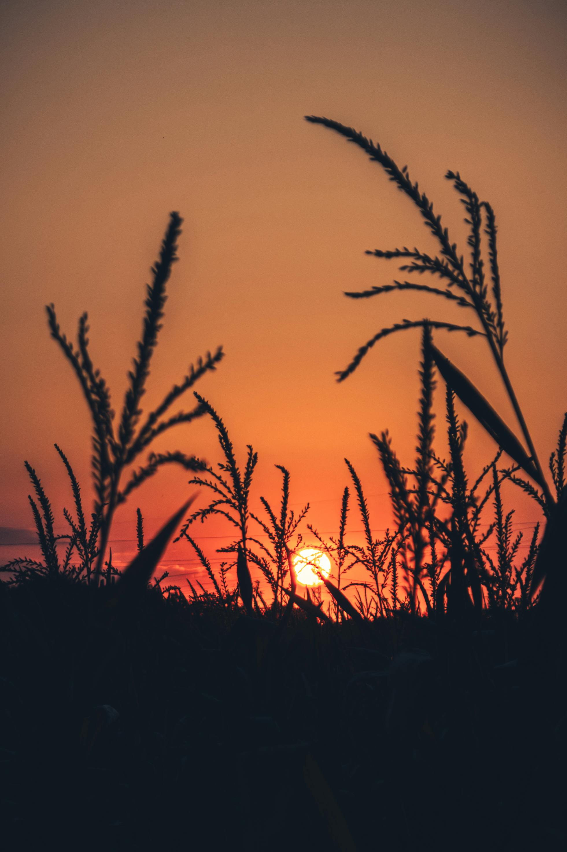 Brown Rice Field · Free Stock Photo
