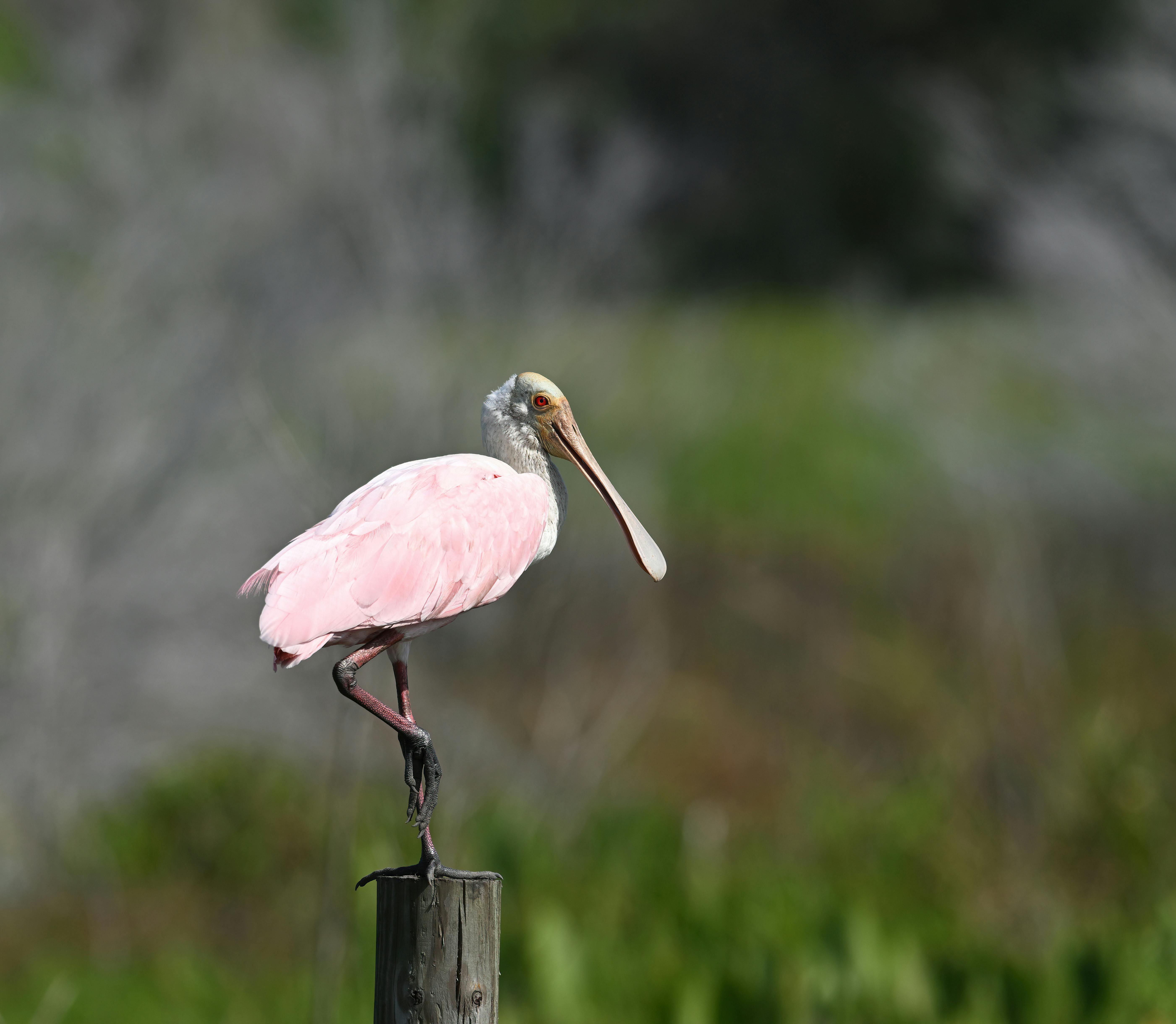 Low Angle Photography of Two Roseate Spoonbill Flying Under the Blue ...