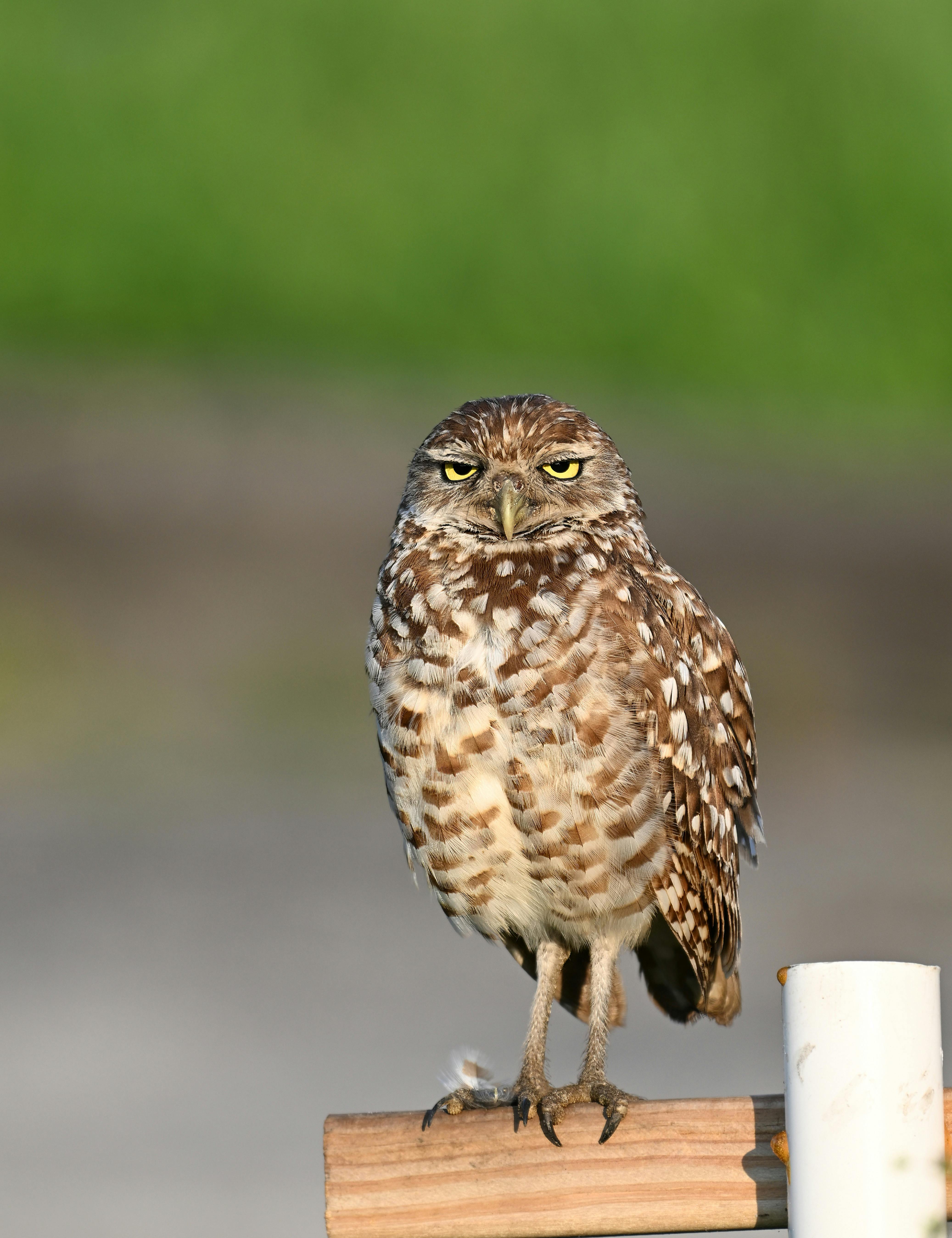 Meilleures photos sur le thème Buho และตึกอิฐอะไร · Téléchargement ...