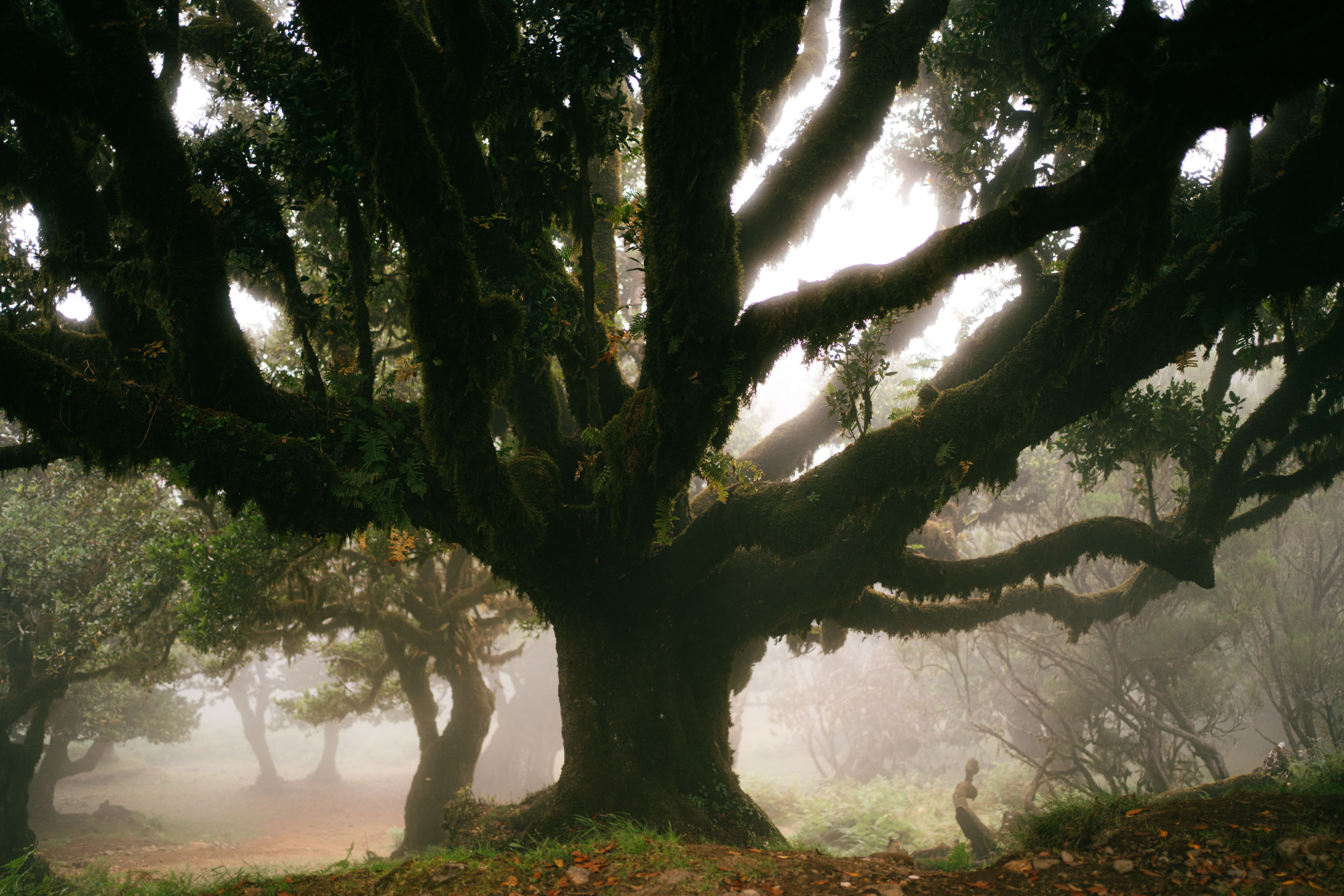 A large tree in the fog · Free Stock Photo