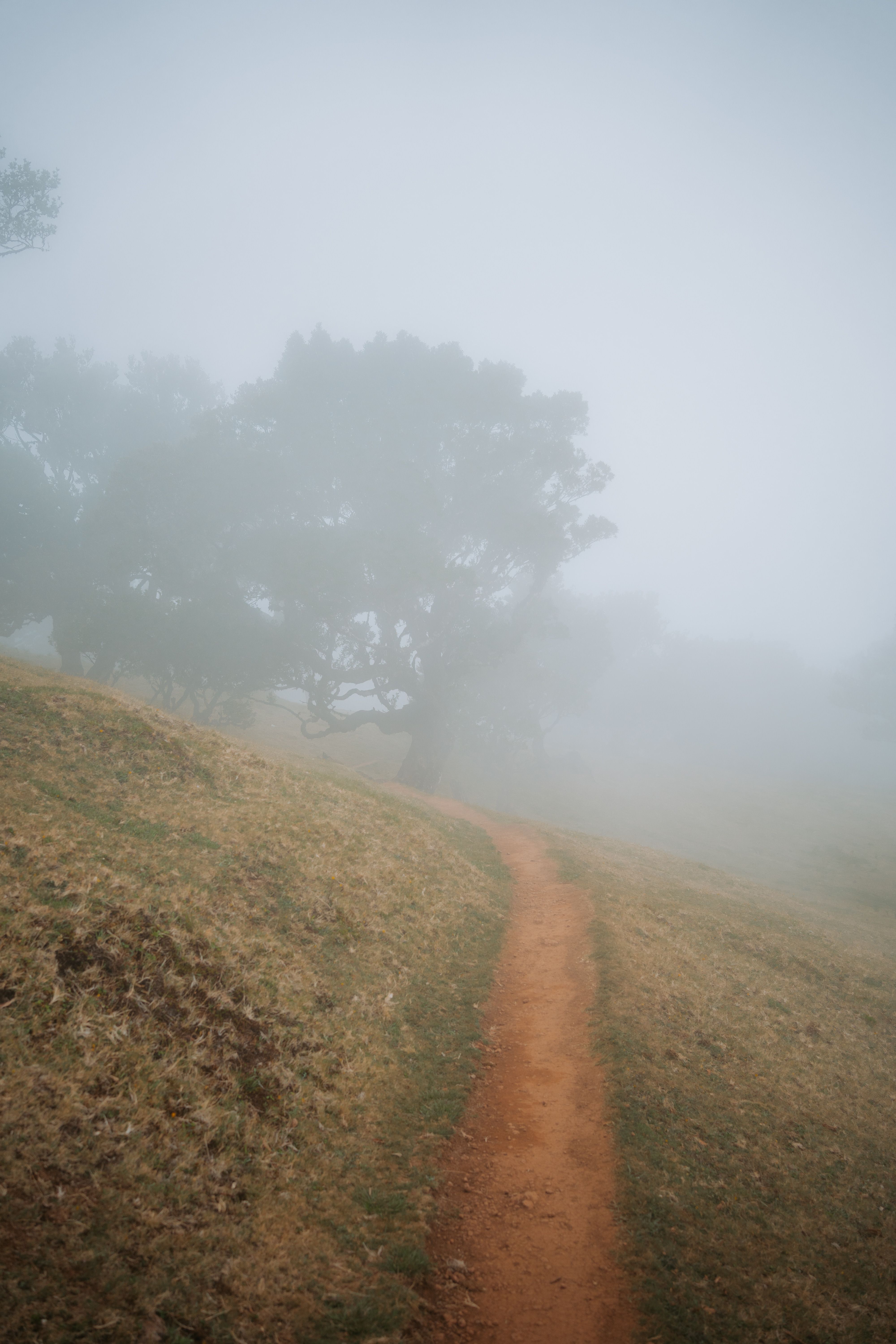 A dirt path in the fog with a tree in the background · Free Stock Photo