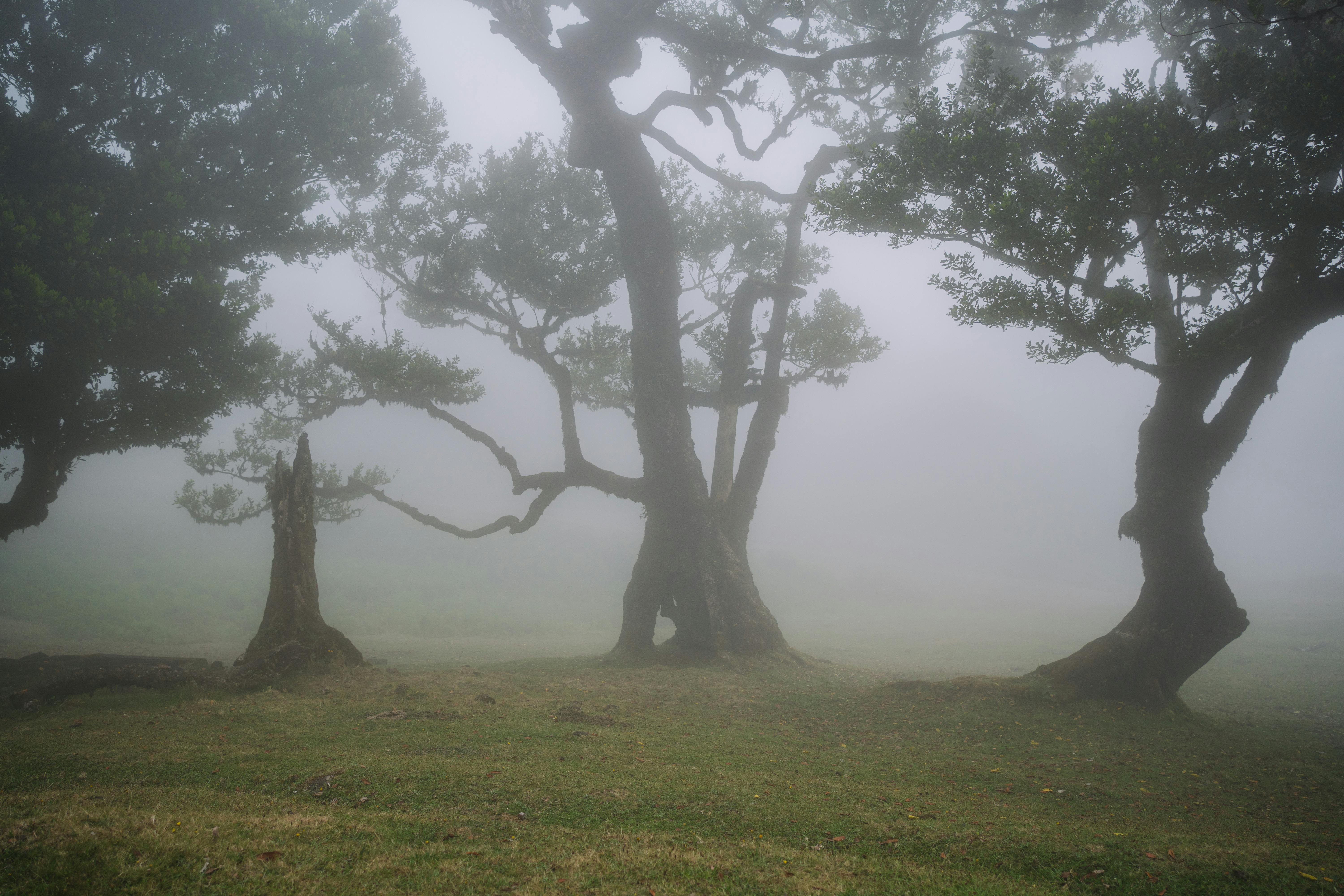 Wallpaper Tree Fog Field