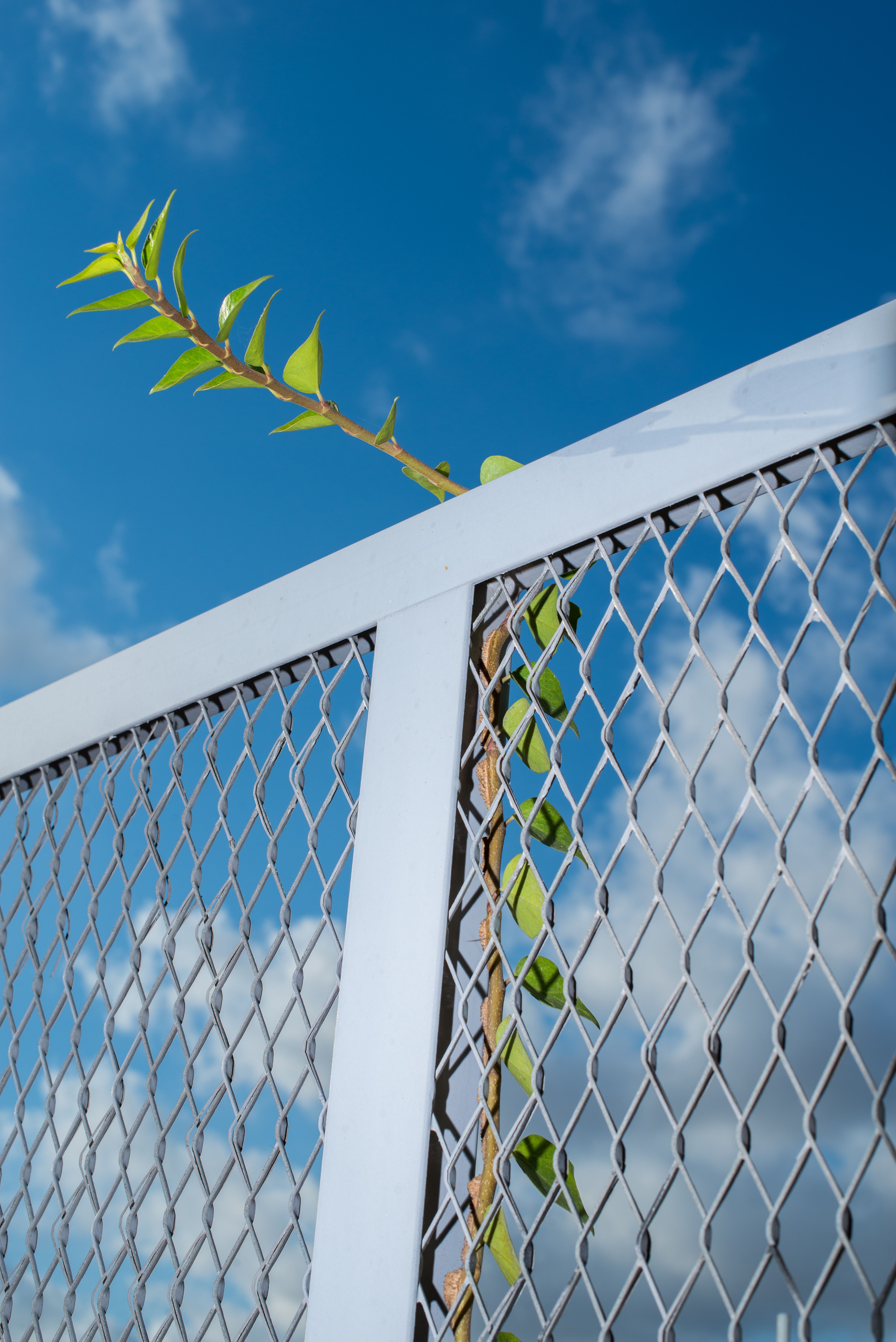 Plant Climbing on Fence · Free Stock Photo