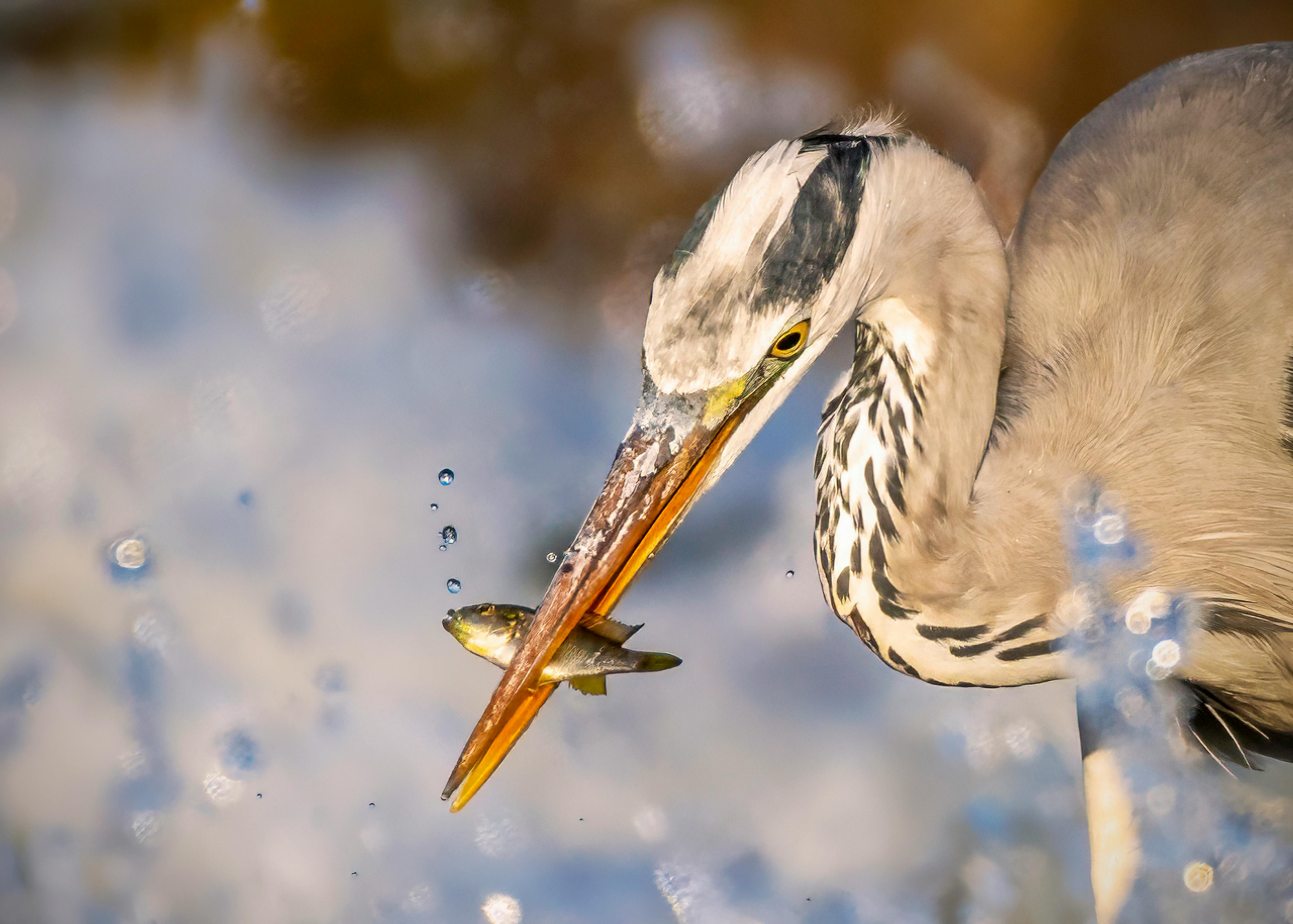 Grey Heron · Free Stock Photo