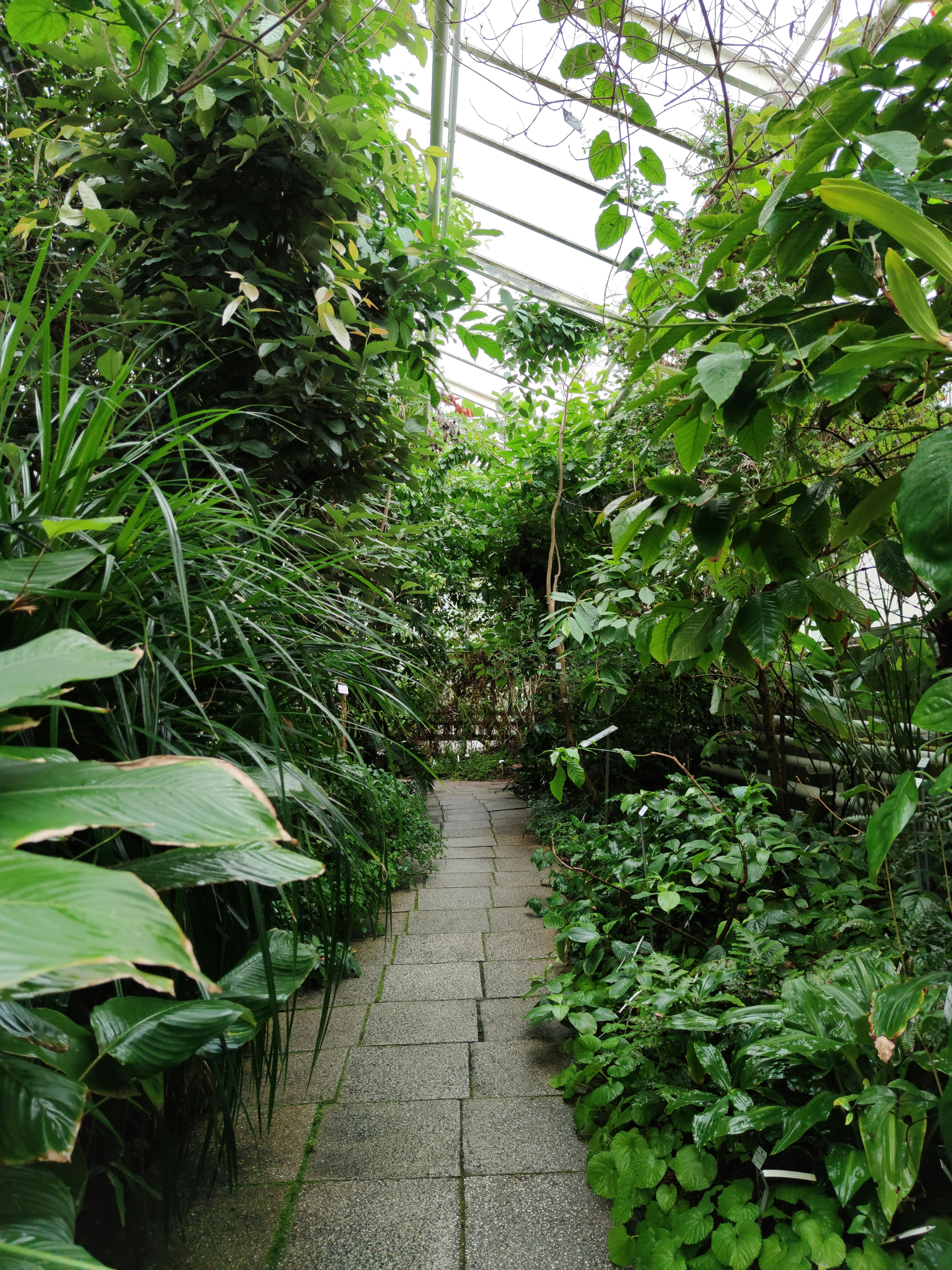 Assorted Green Plants and Trees · Free Stock Photo