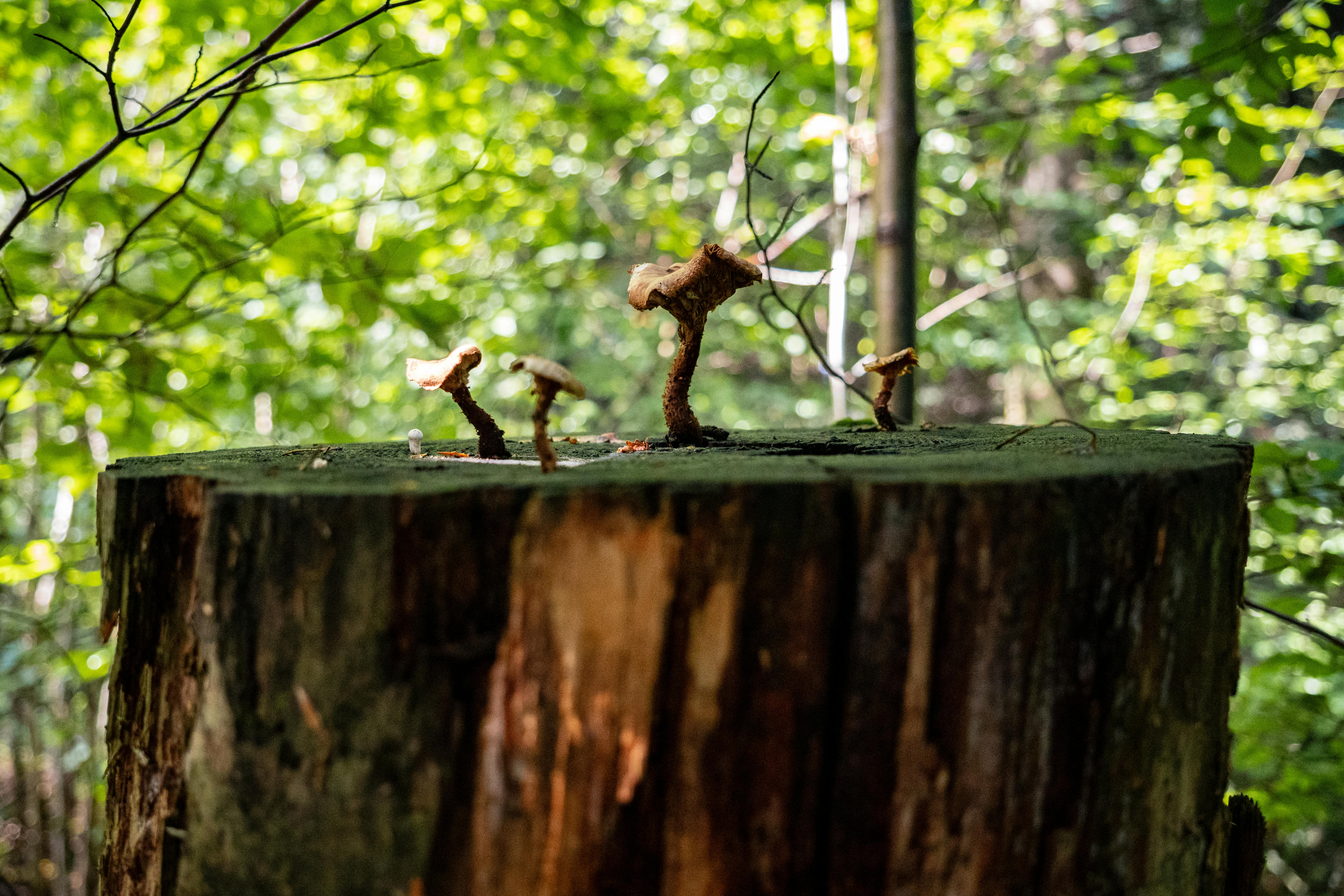 Foto de stock gratuita sobre al aire libre, bosque, botánica, botánico ...