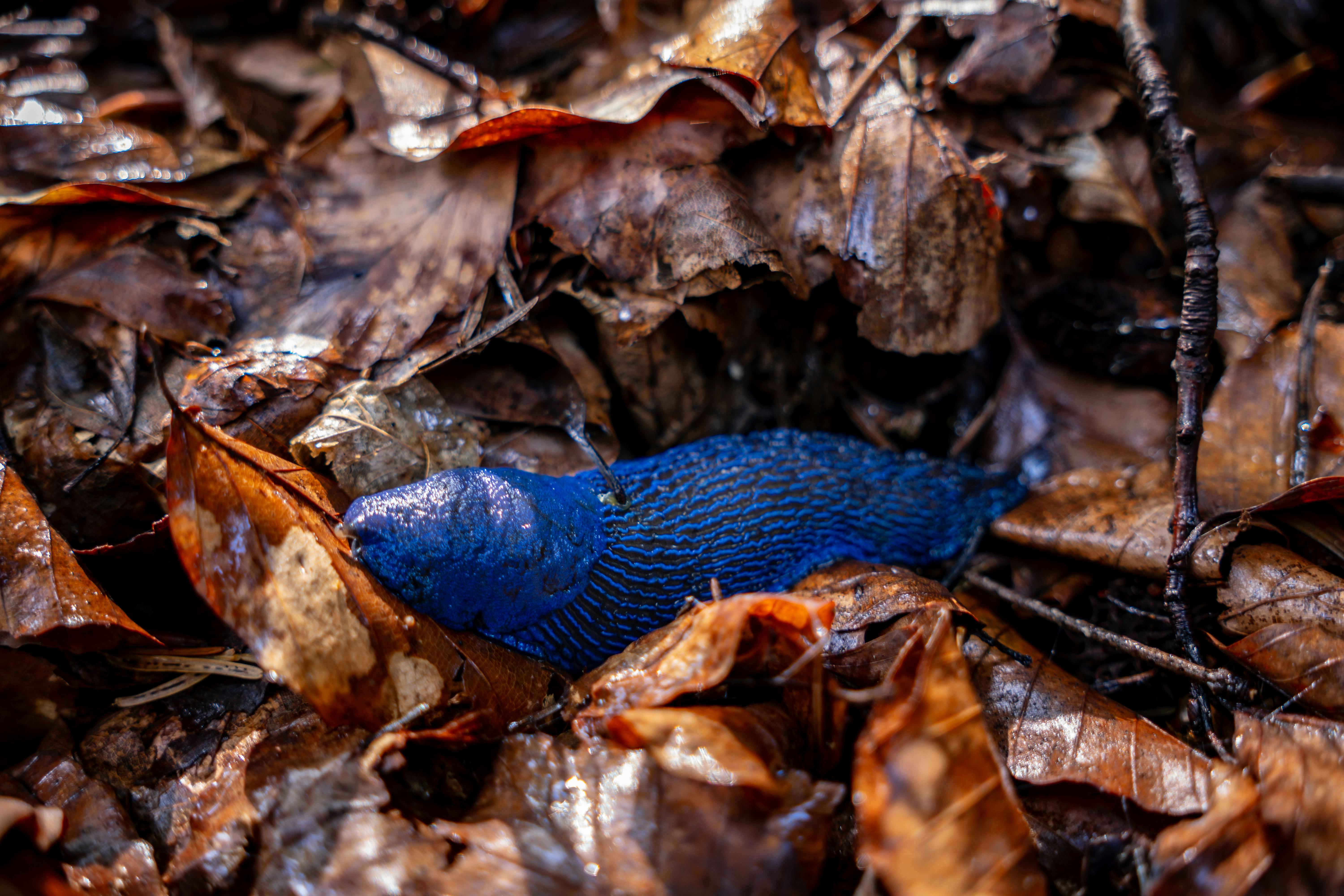 Limacidae Photos, Download The BEST Free Limacidae Stock Photos & HD Images