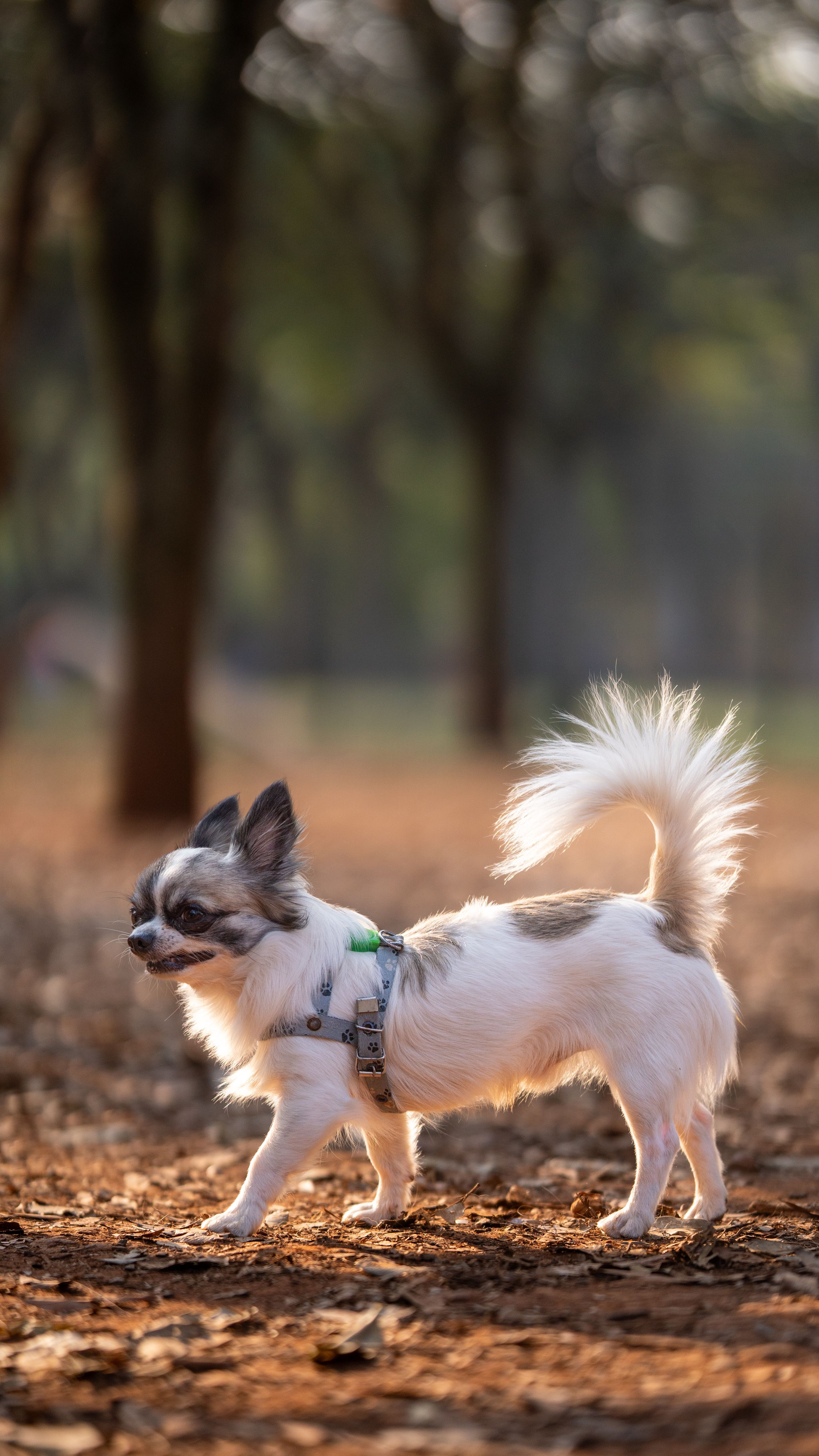 A small dog with a leash walking in the woods · Free Stock Photo