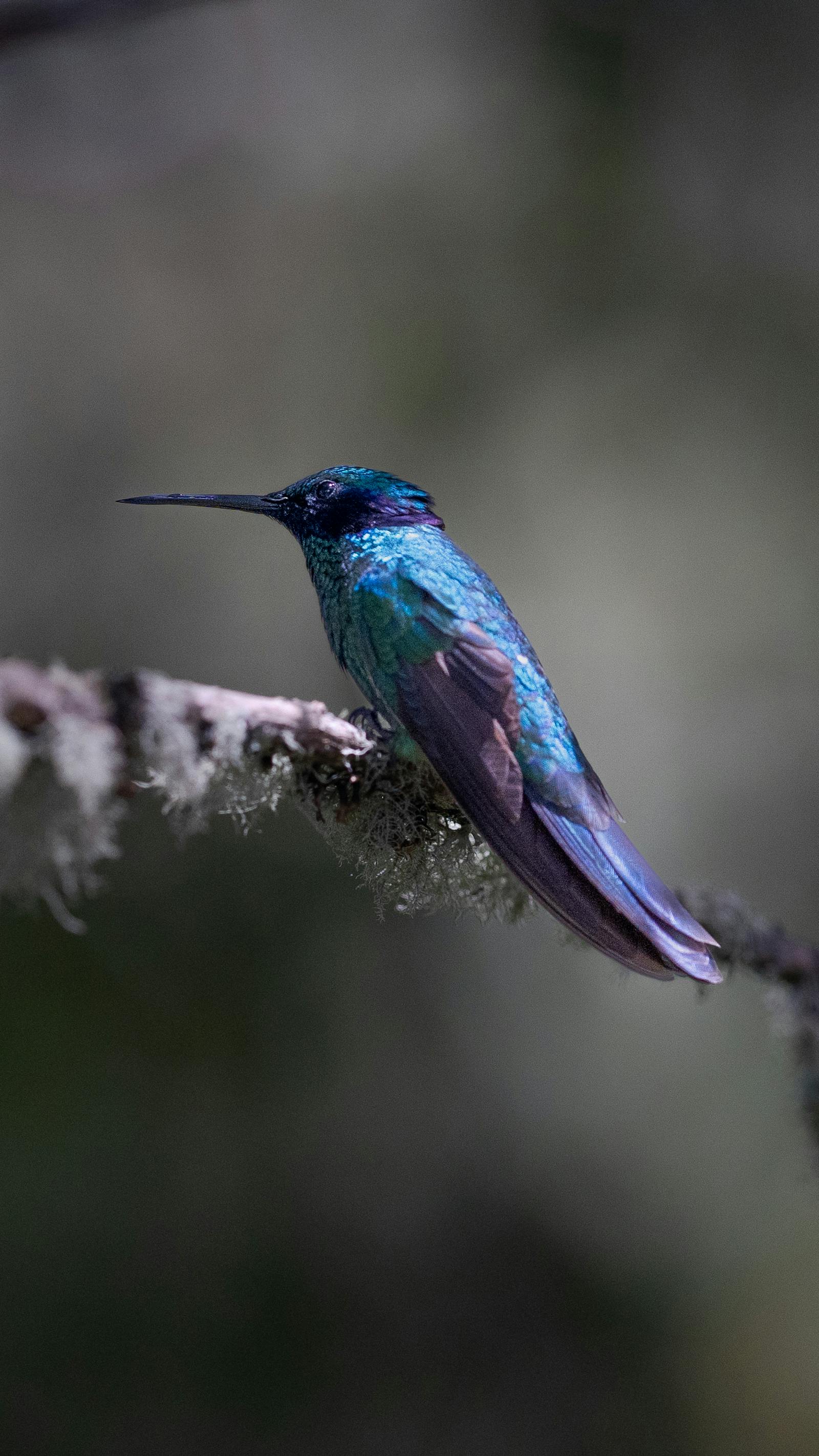 Hummingbird Anatomy Photos, Download The BEST Free Hummingbird Anatomy ...