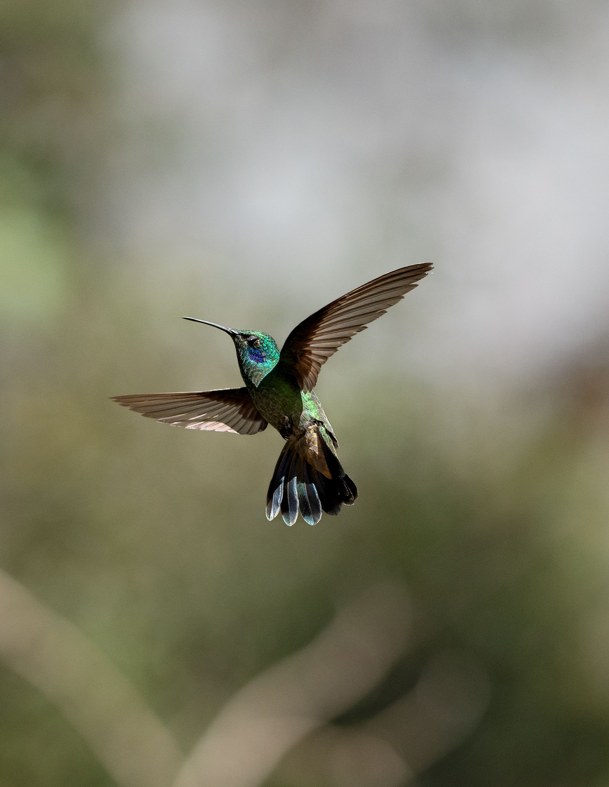 Colibrí verde volan · Free Stock Photo