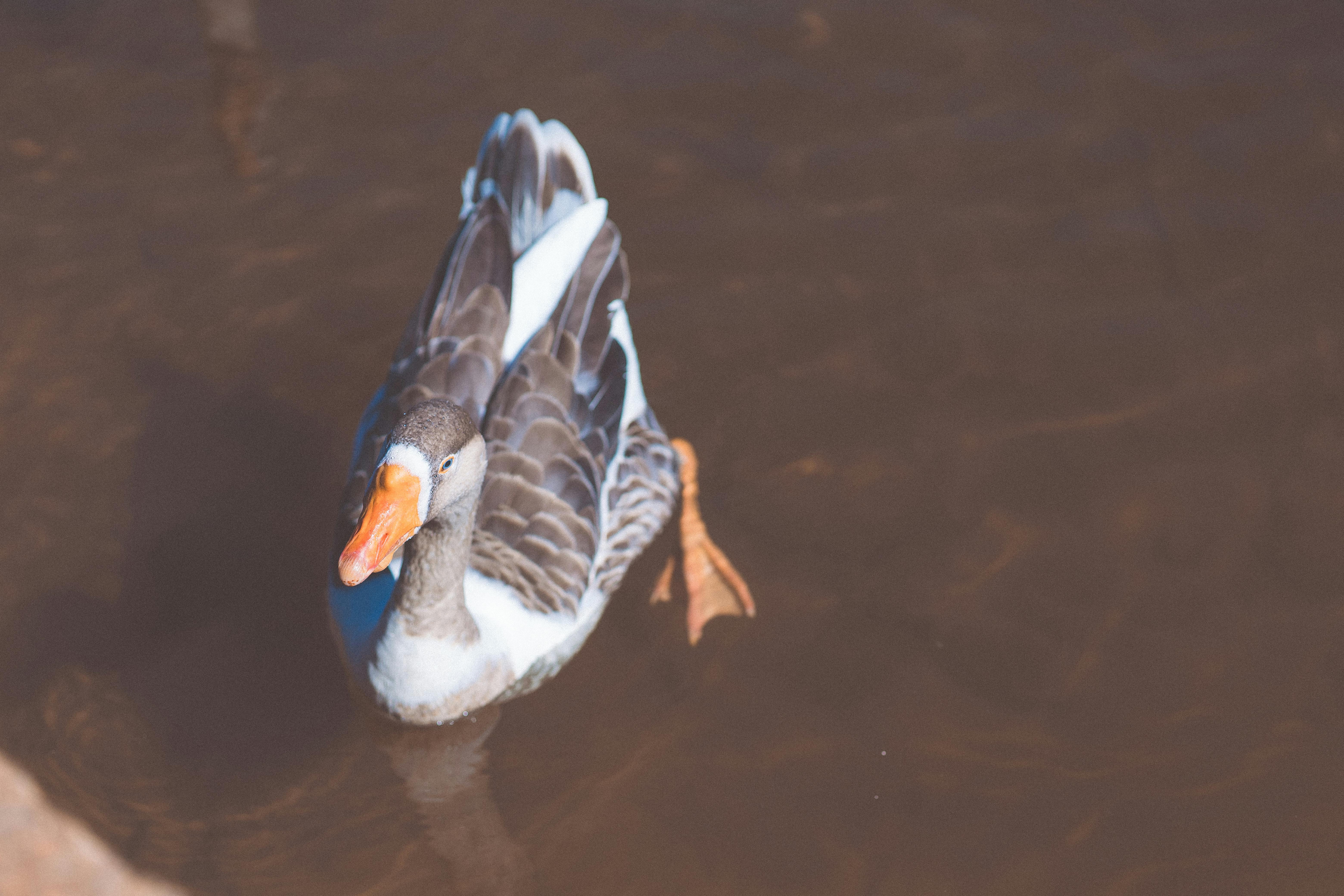 Goose flipping wings in rippling lake · Free Stock Photo