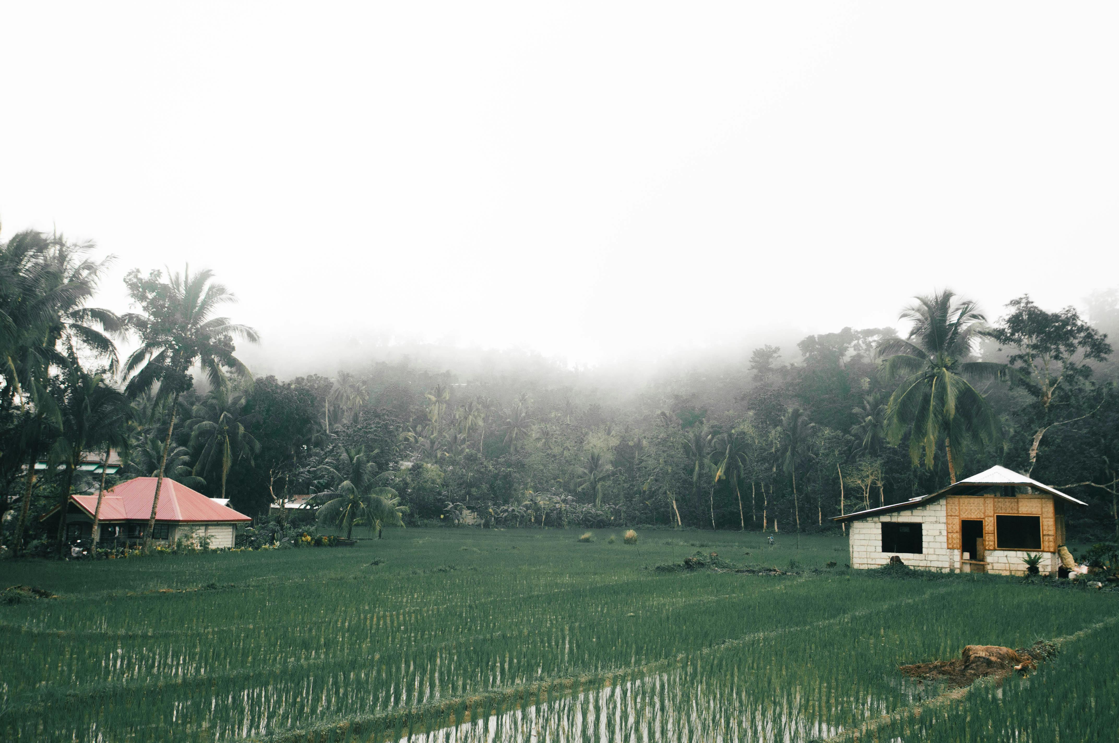 Bohol Rice field · Free Stock Photo