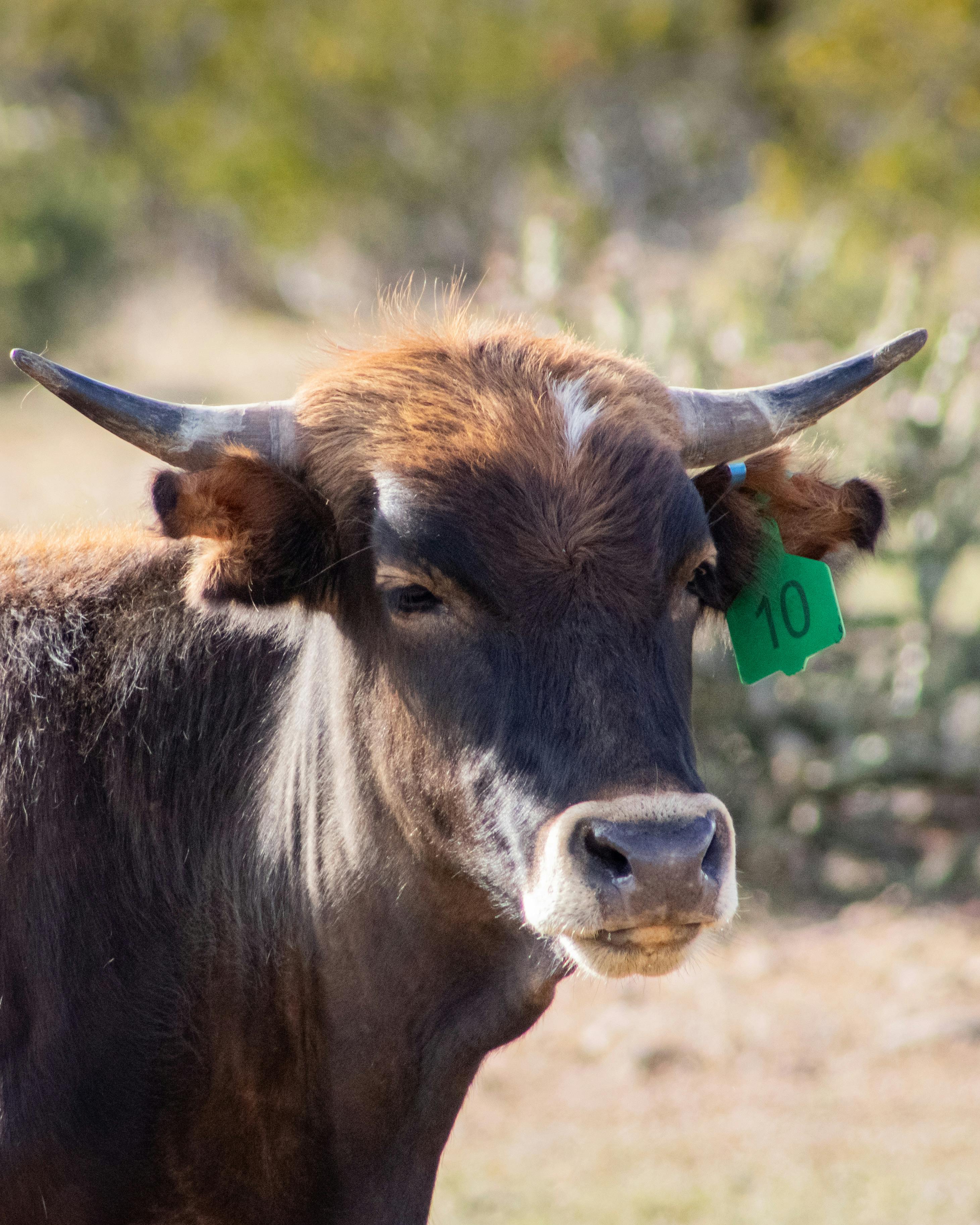 Cow Headshot · Free Stock Photo