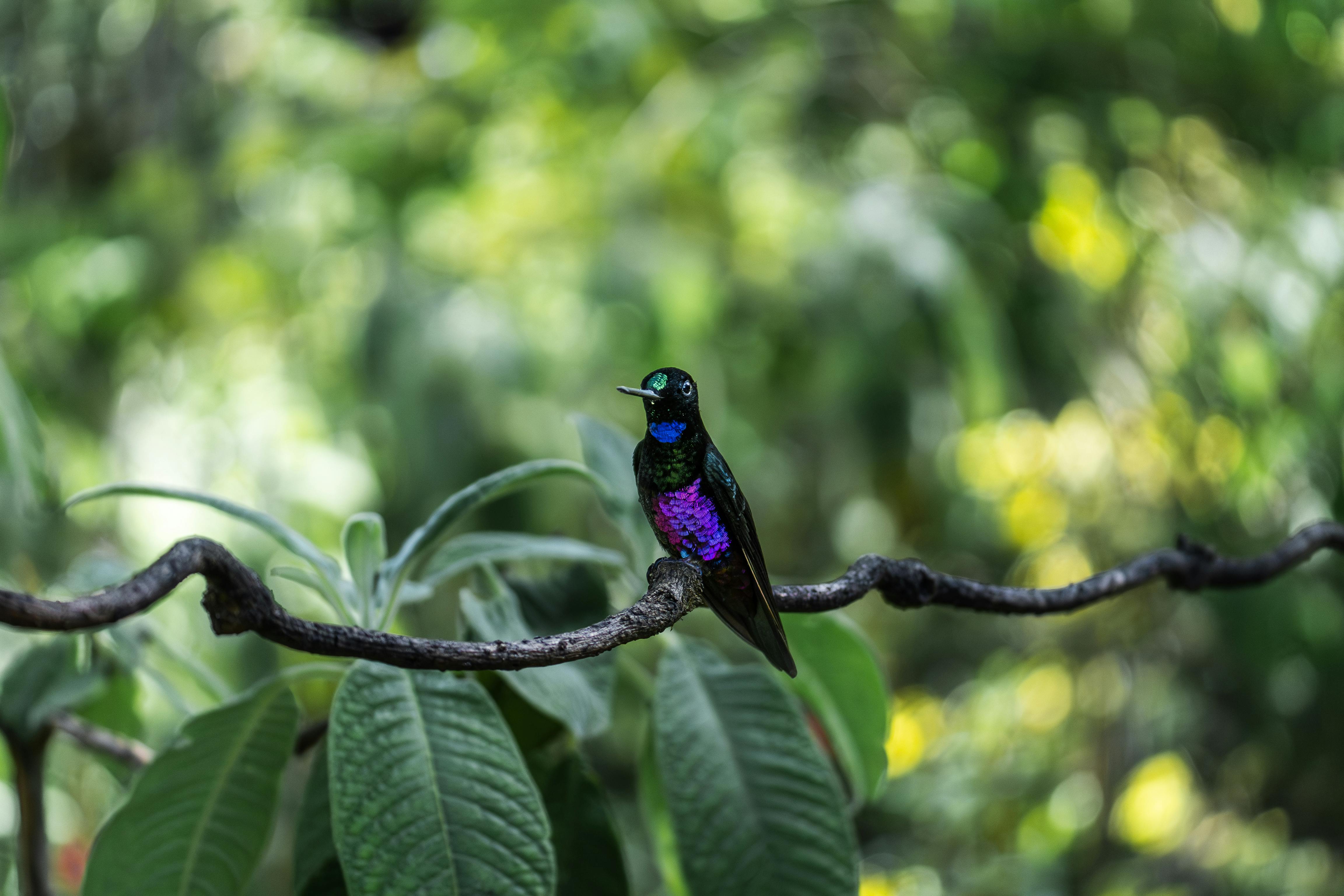 Colibrí de Bogotá · Free Stock Photo