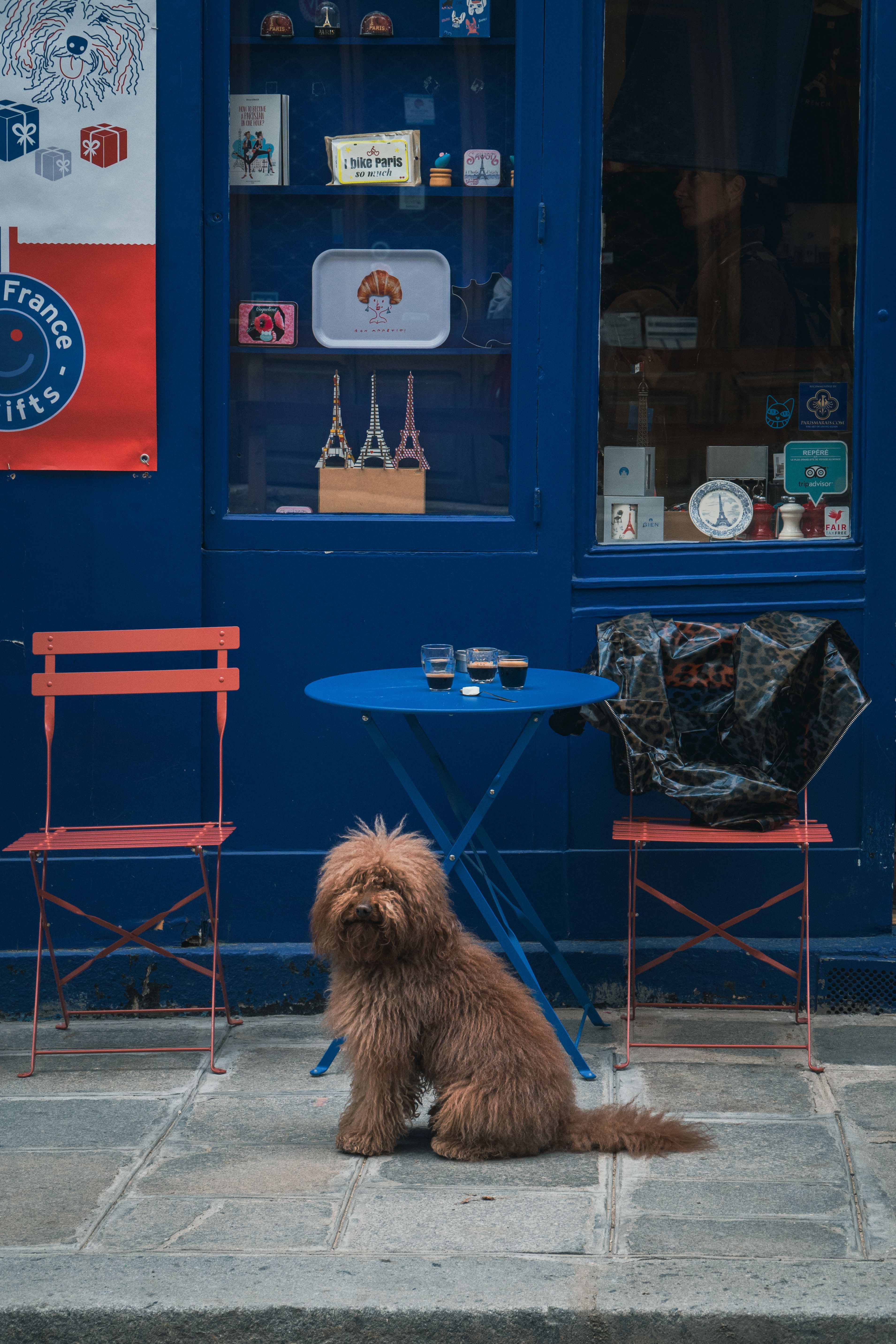 Dog sitting at table in cafe · Free Stock Photo