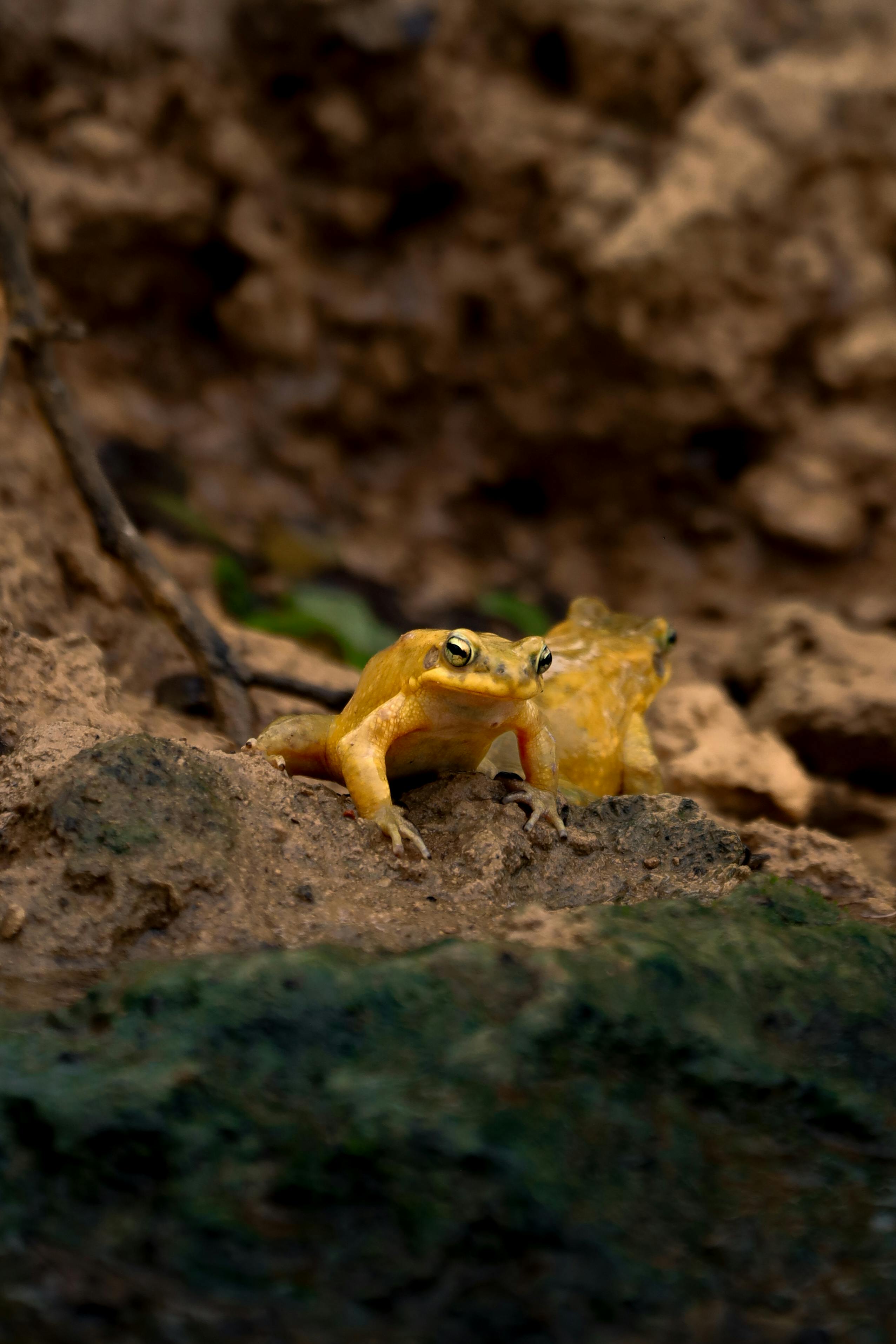 Yellow frog portraits image · Free Stock Photo