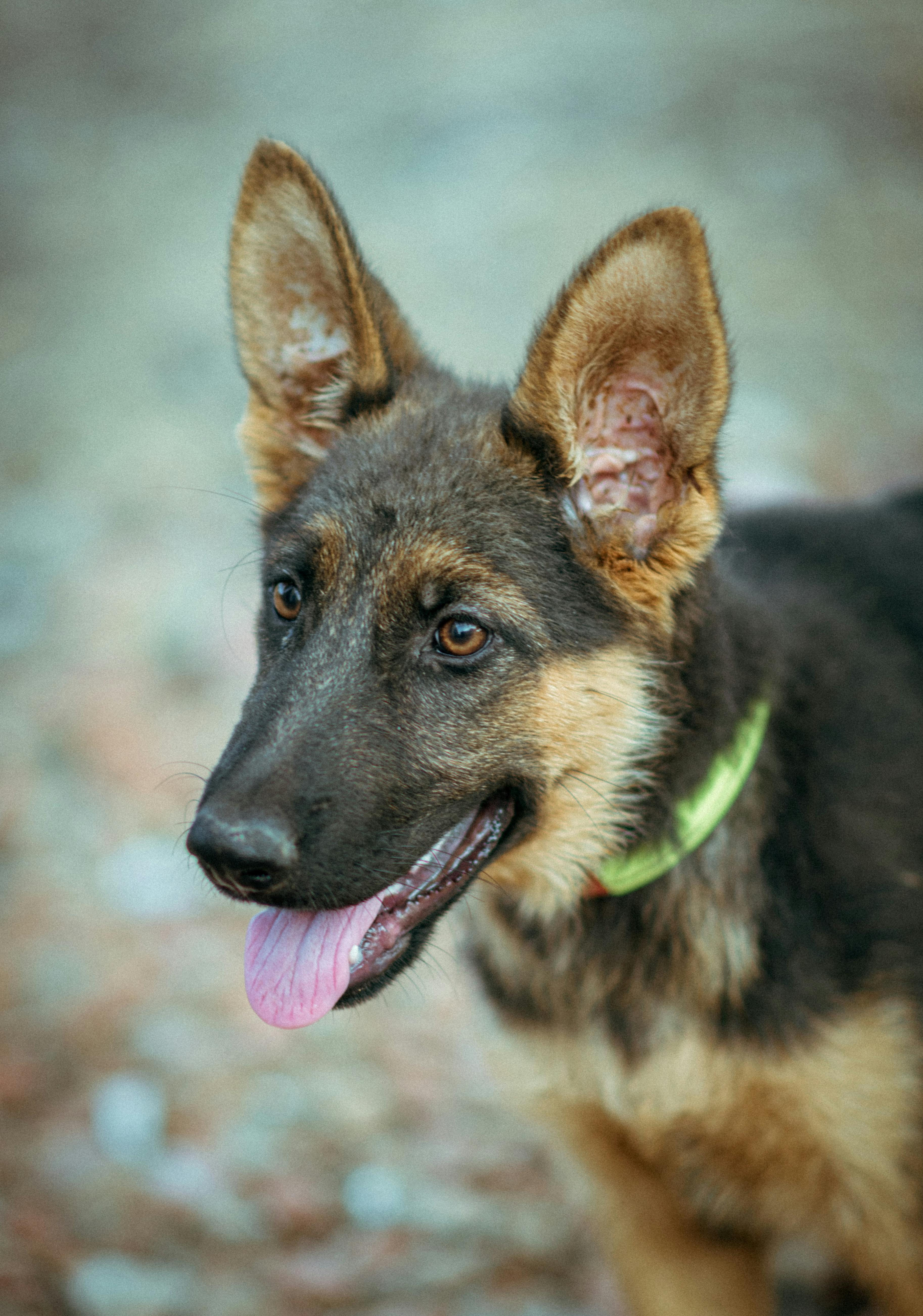 Shepherd dog puppy · Free Stock Photo
