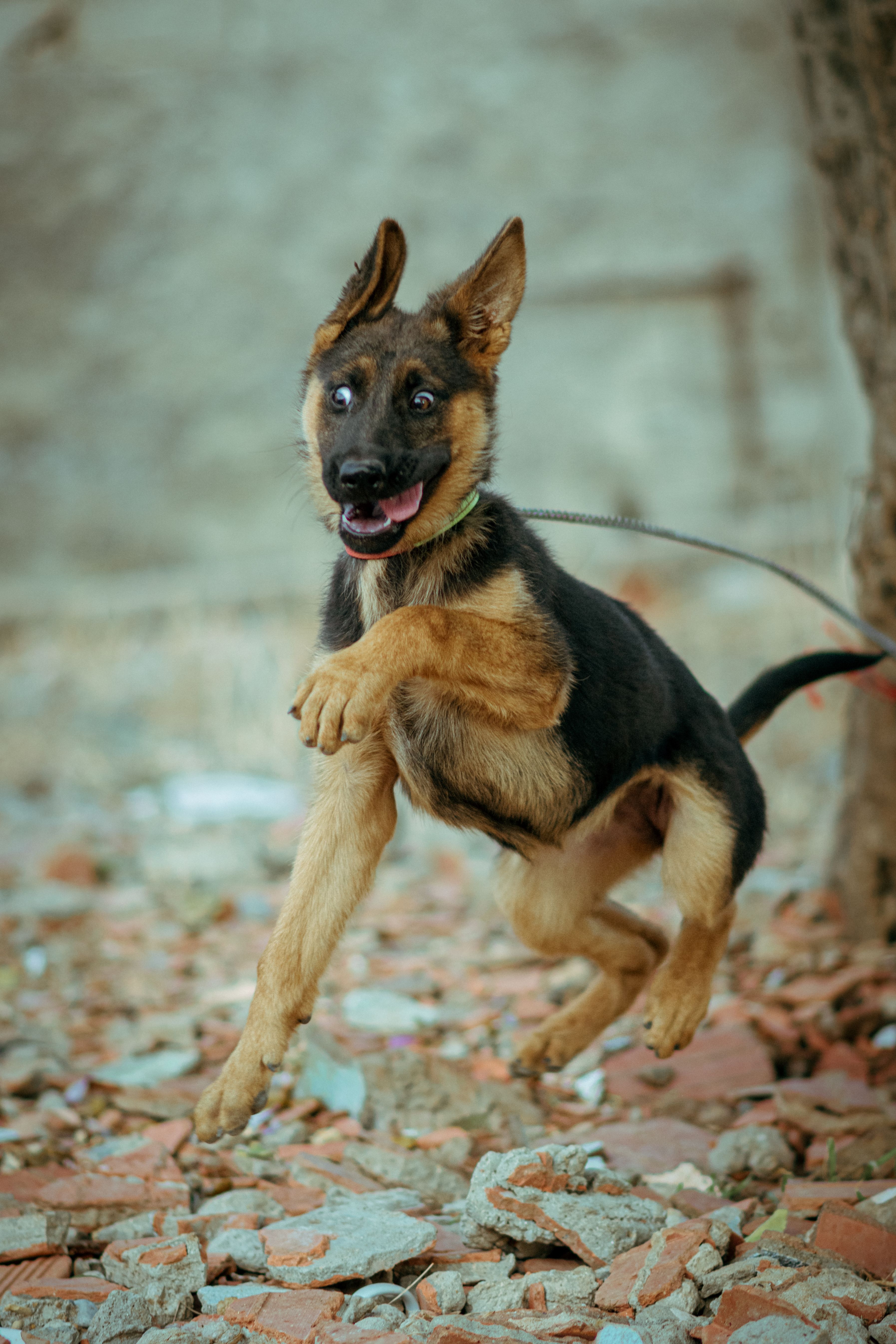 Funny Shepherd dog puppy · Free Stock Photo