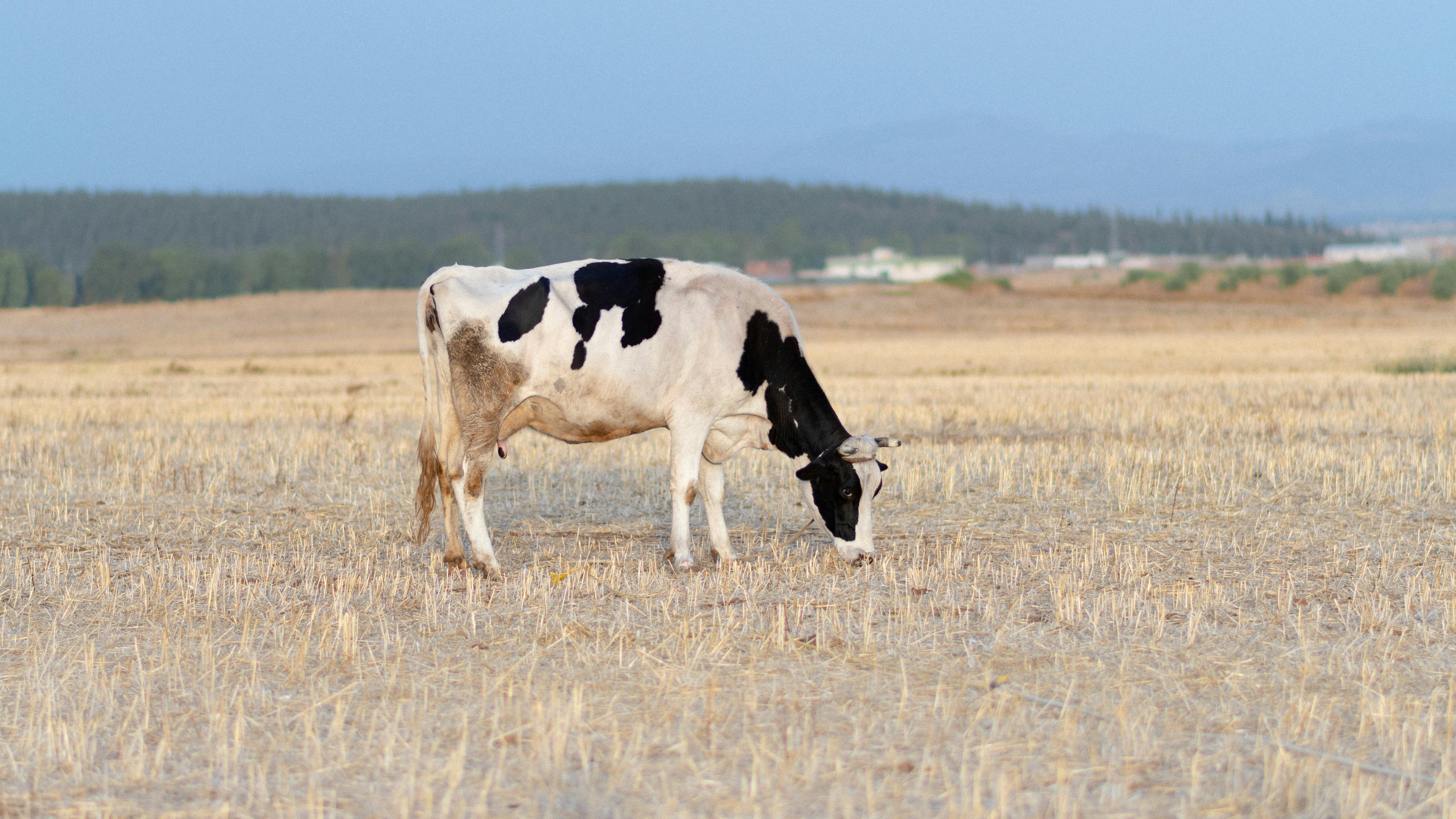 Cow eating in a field · Free Stock Photo