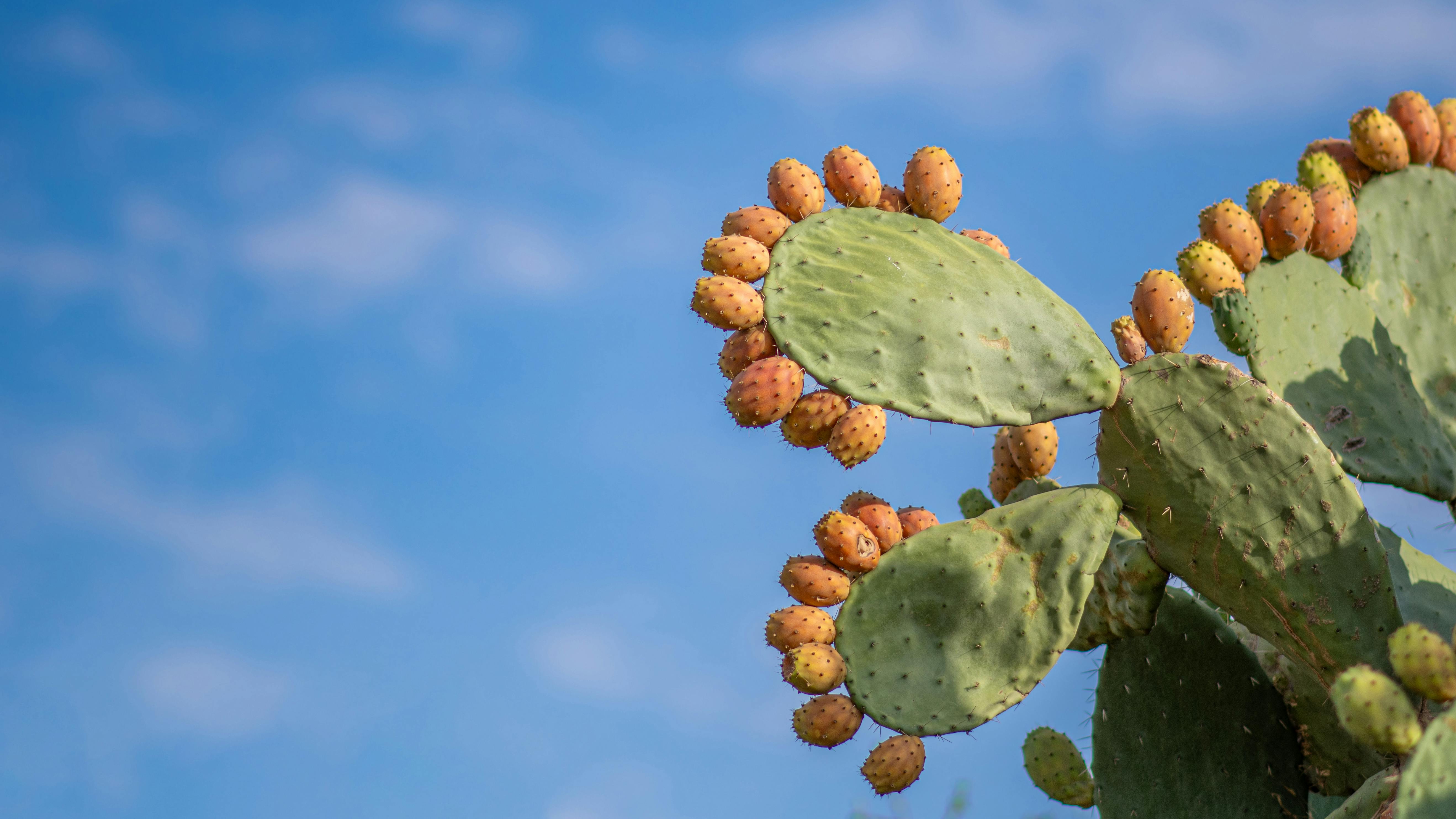 Prickly Pears landscape · Free Stock Photo