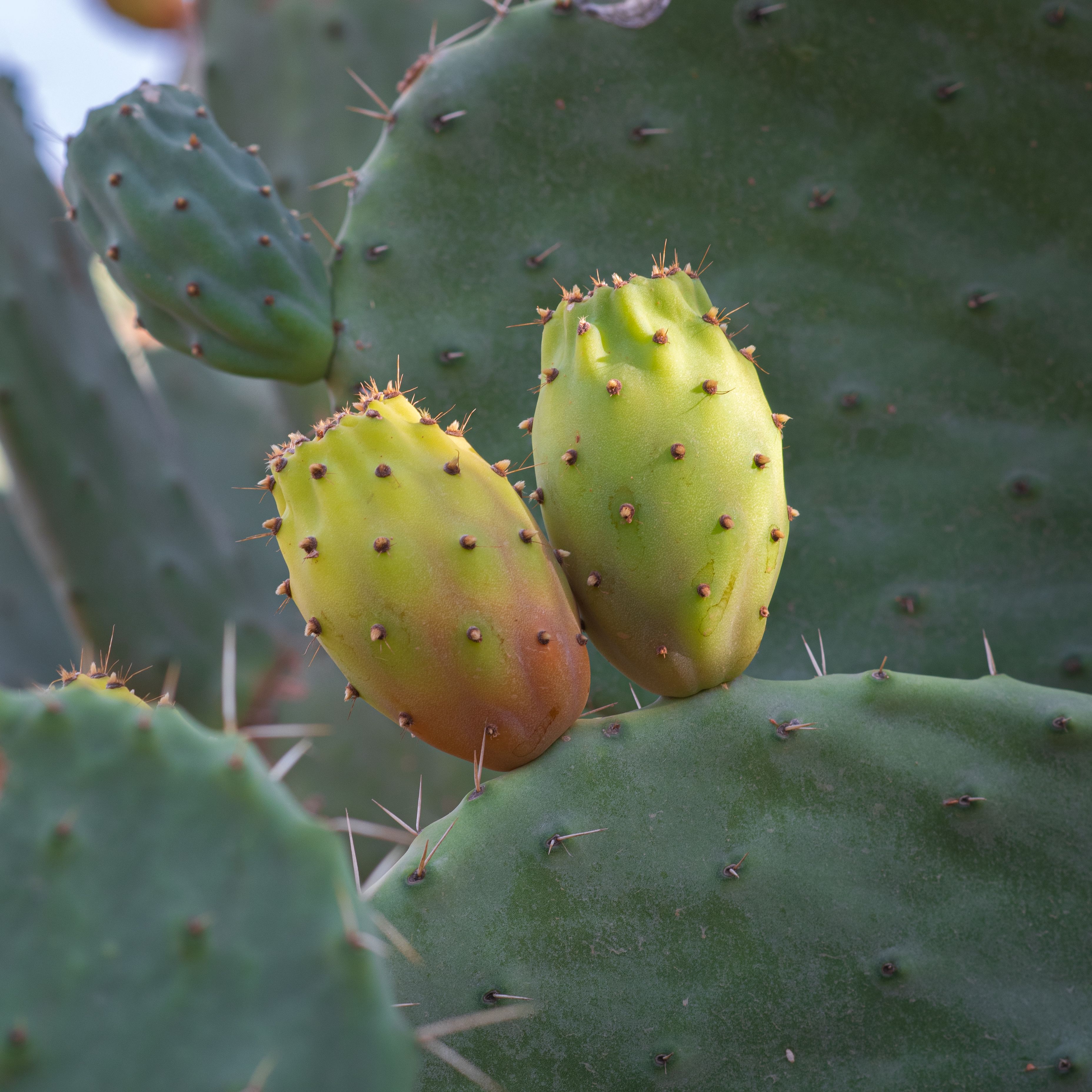 Prickly Pears · Free Stock Photo