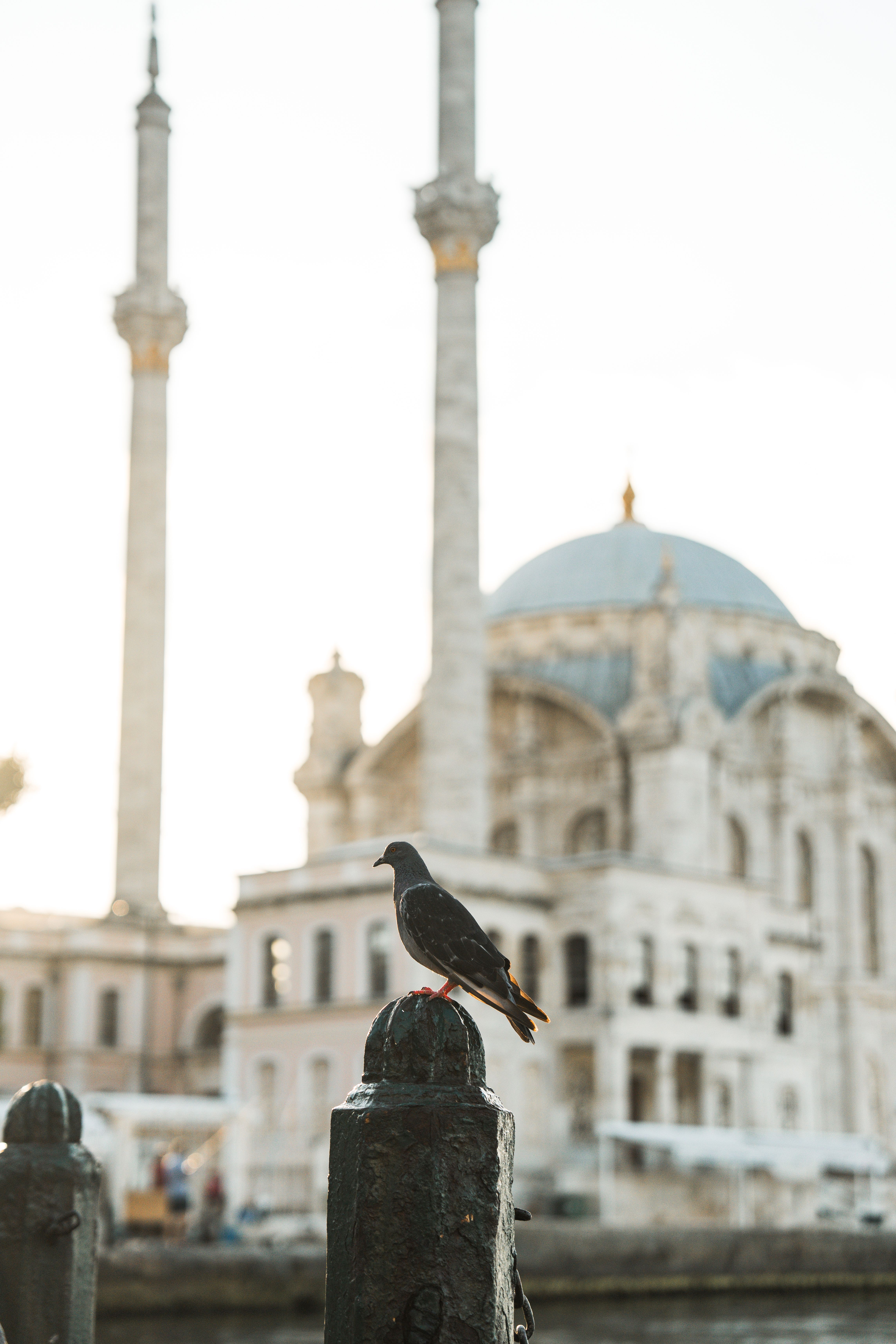 A bird sits on a post in front of a mosque · Free Stock Photo