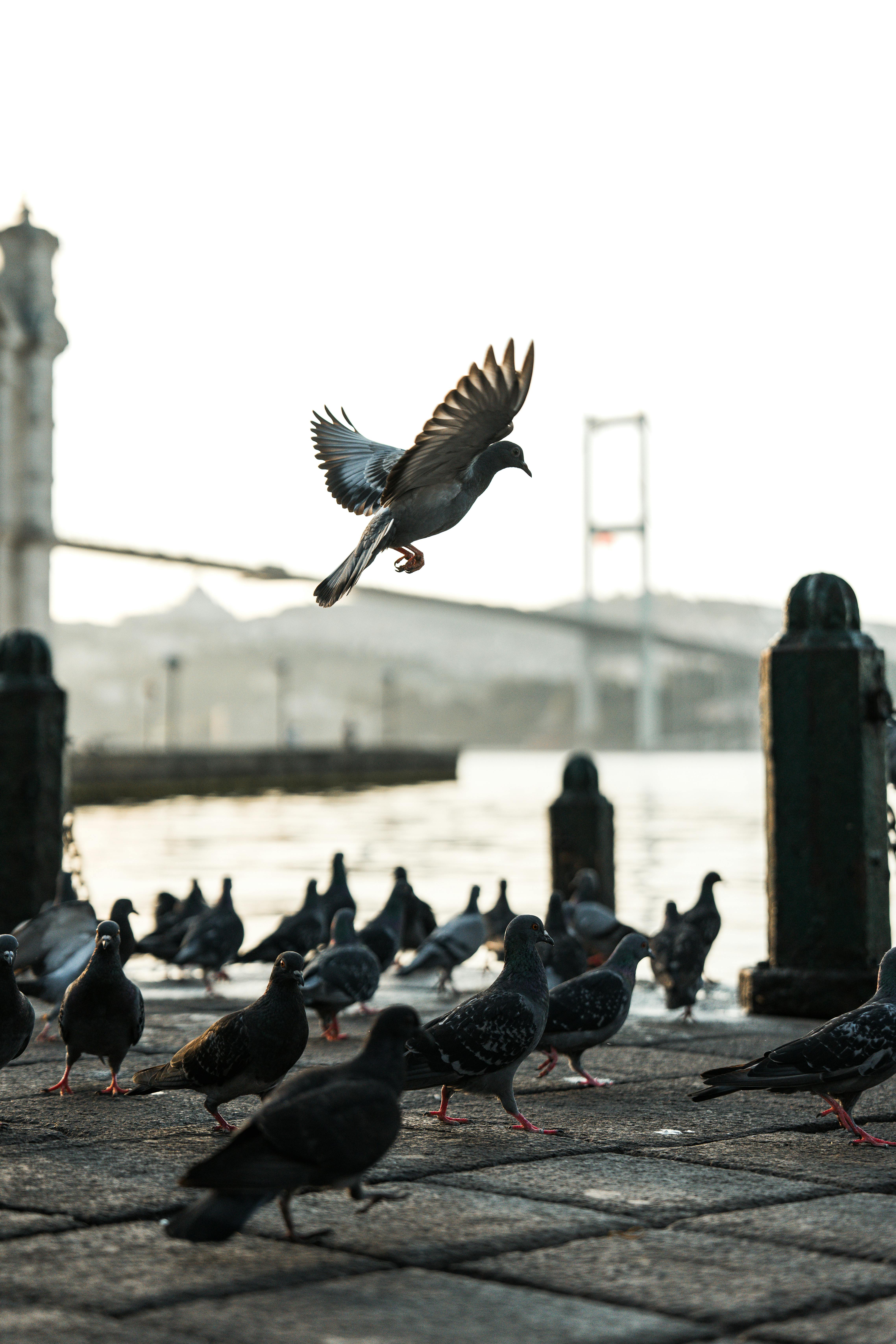 A flock of pigeons flying over a body of water · Free Stock Photo