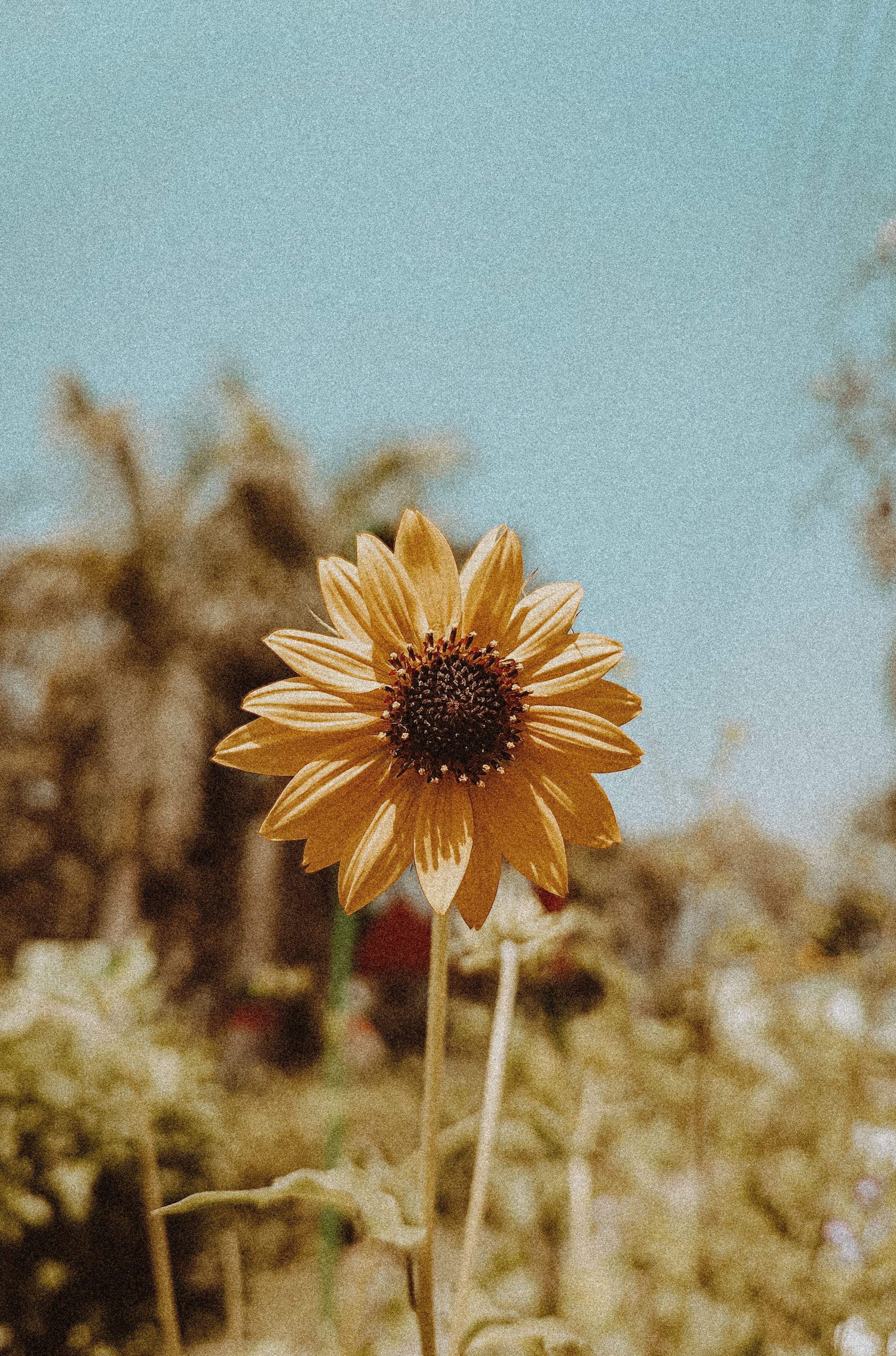 sunflower · Free Stock Photo