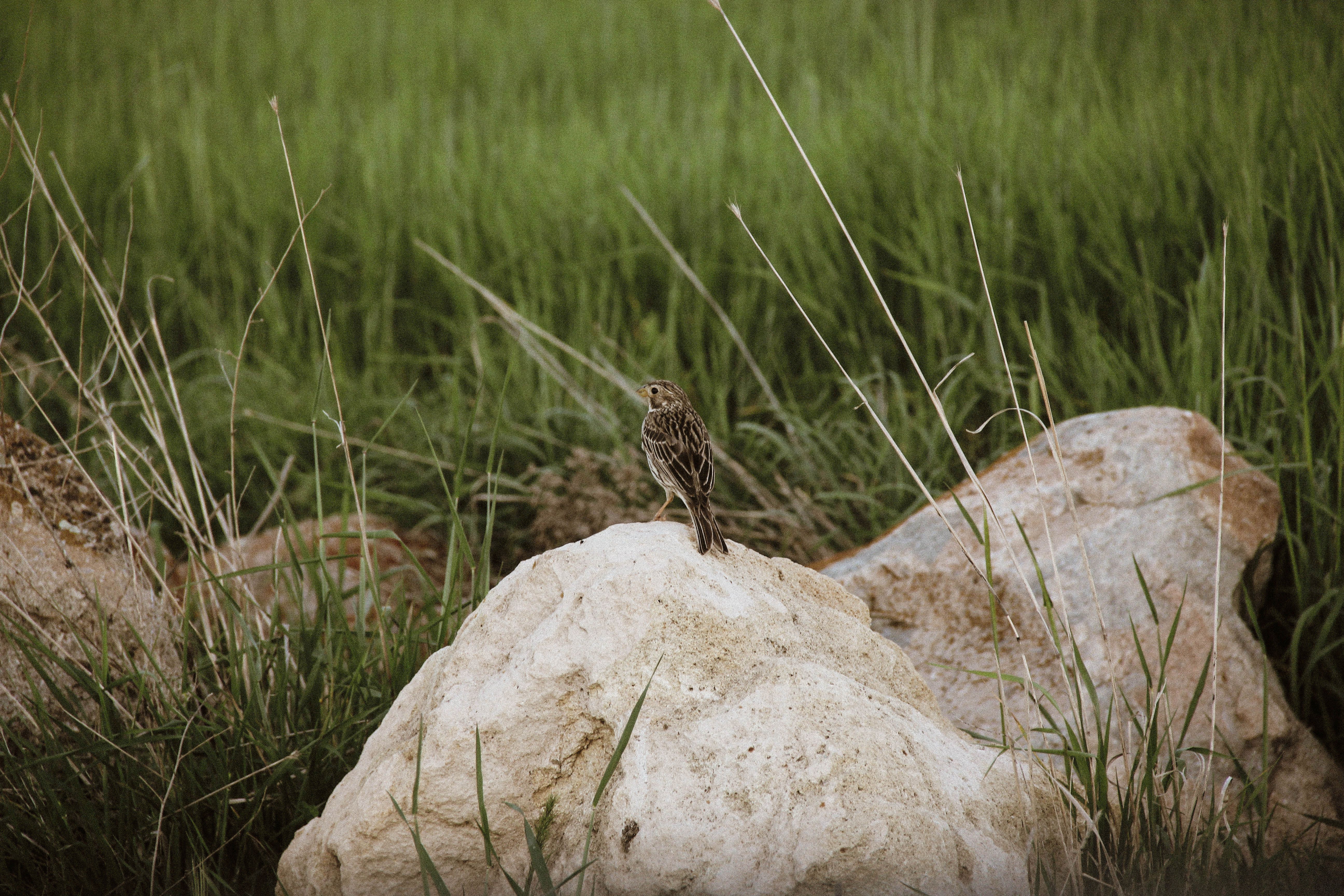 A bird is perched on a rock in a field · Free Stock Photo