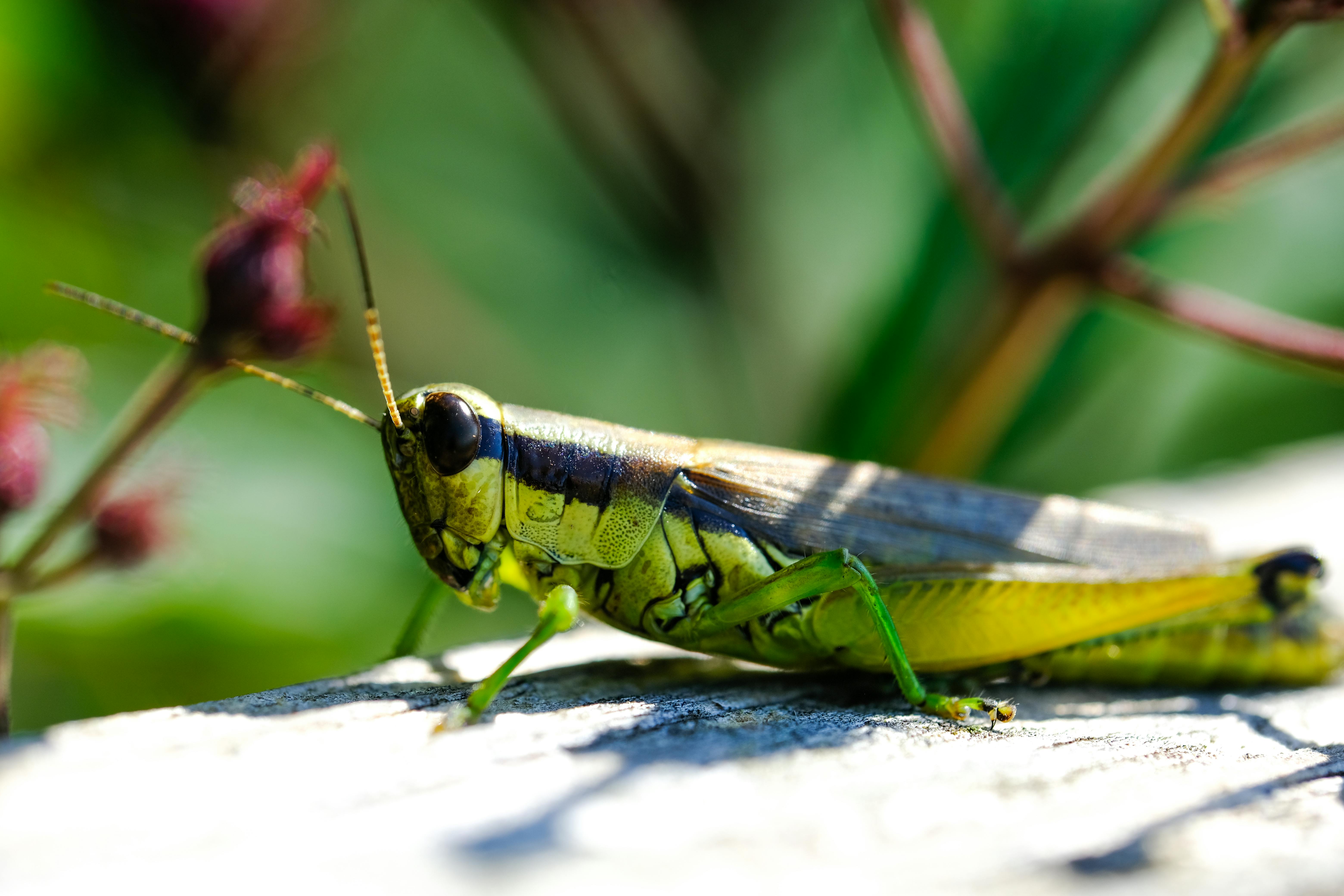 profile closeup of a two-tone brown and yellow adult grasshopper side ...