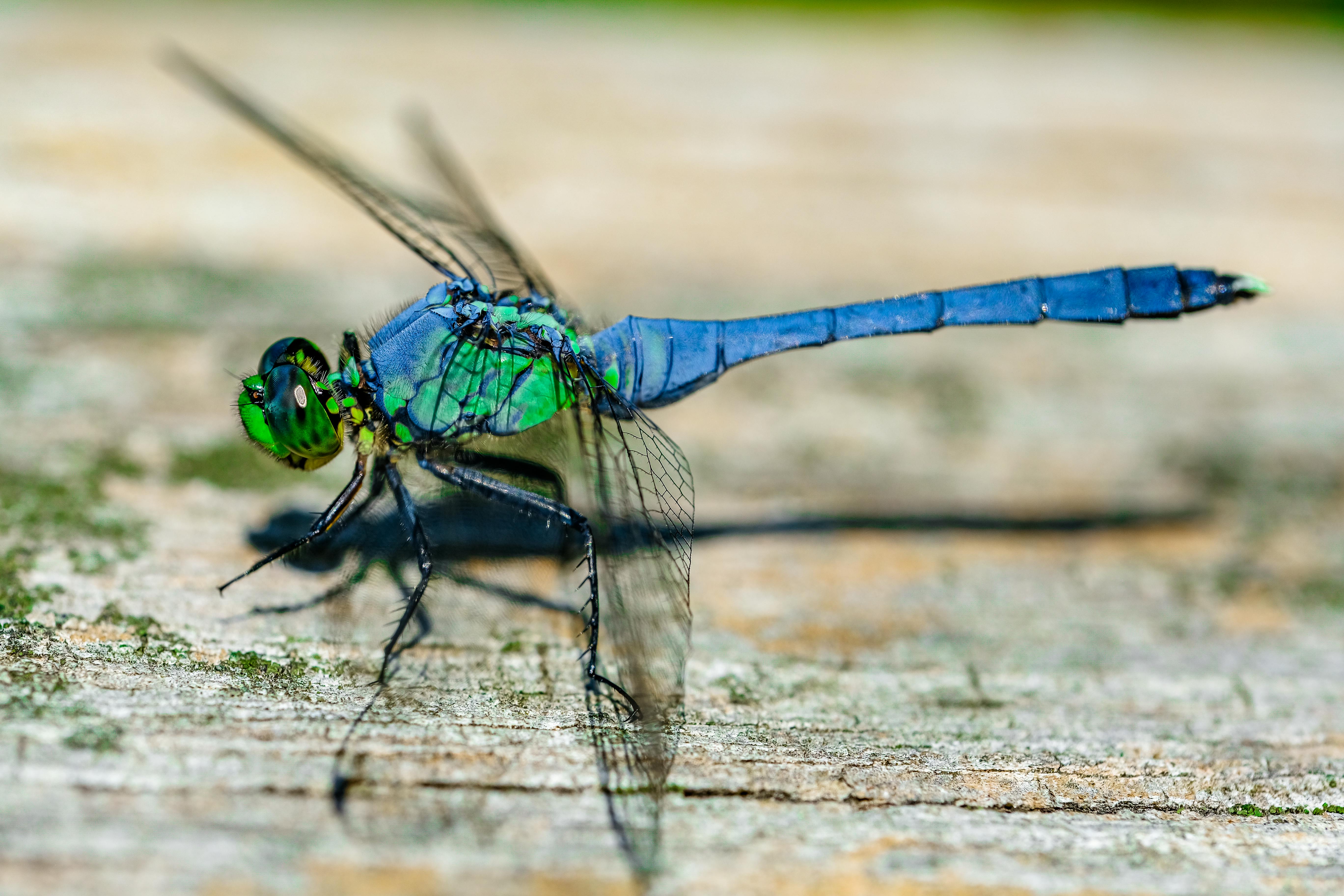 Insect Powder Photos, Download The BEST Free Insect Powder Stock Photos ...