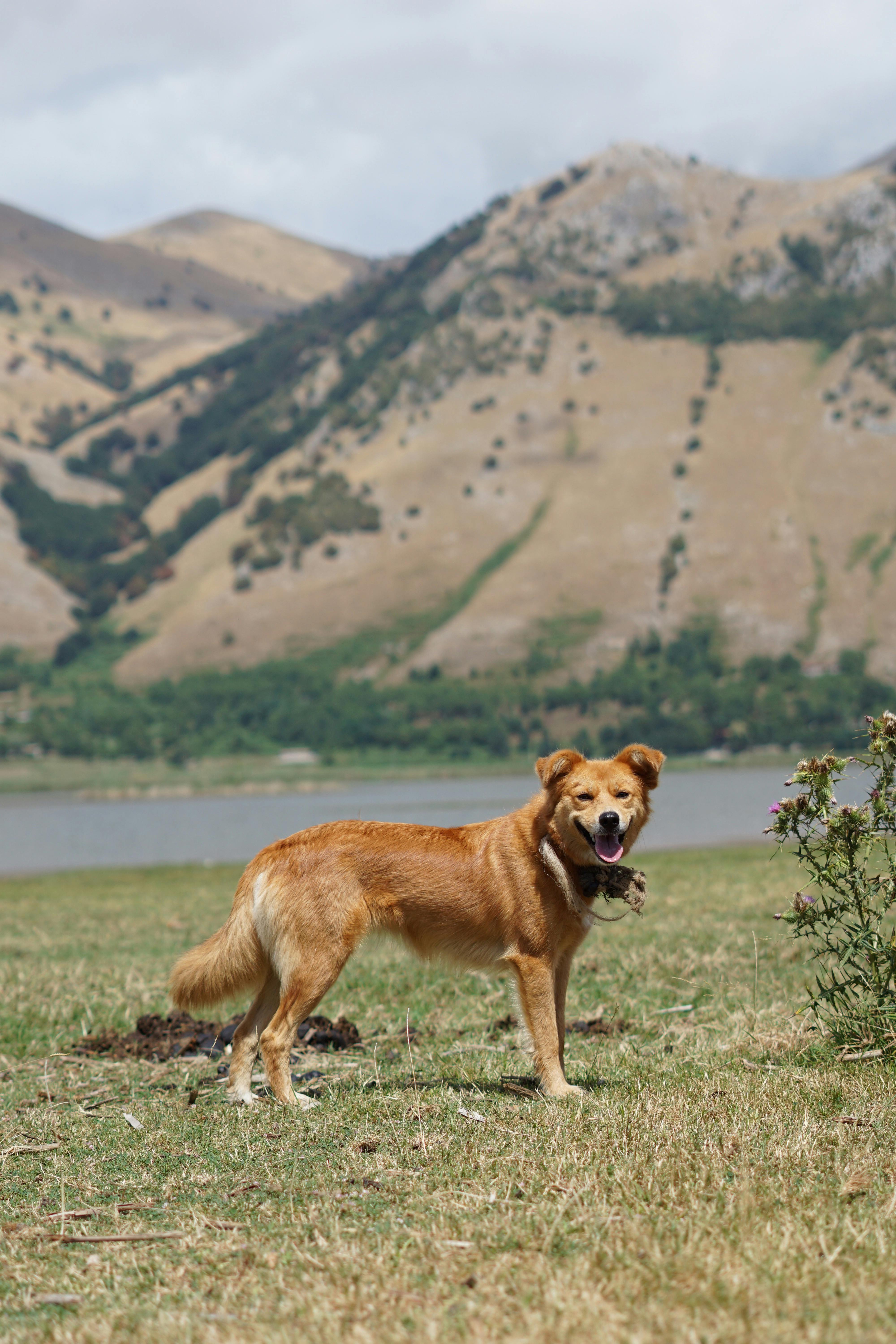 Photo of kiwi dog, a dog in new zealand · Free Stock Photo