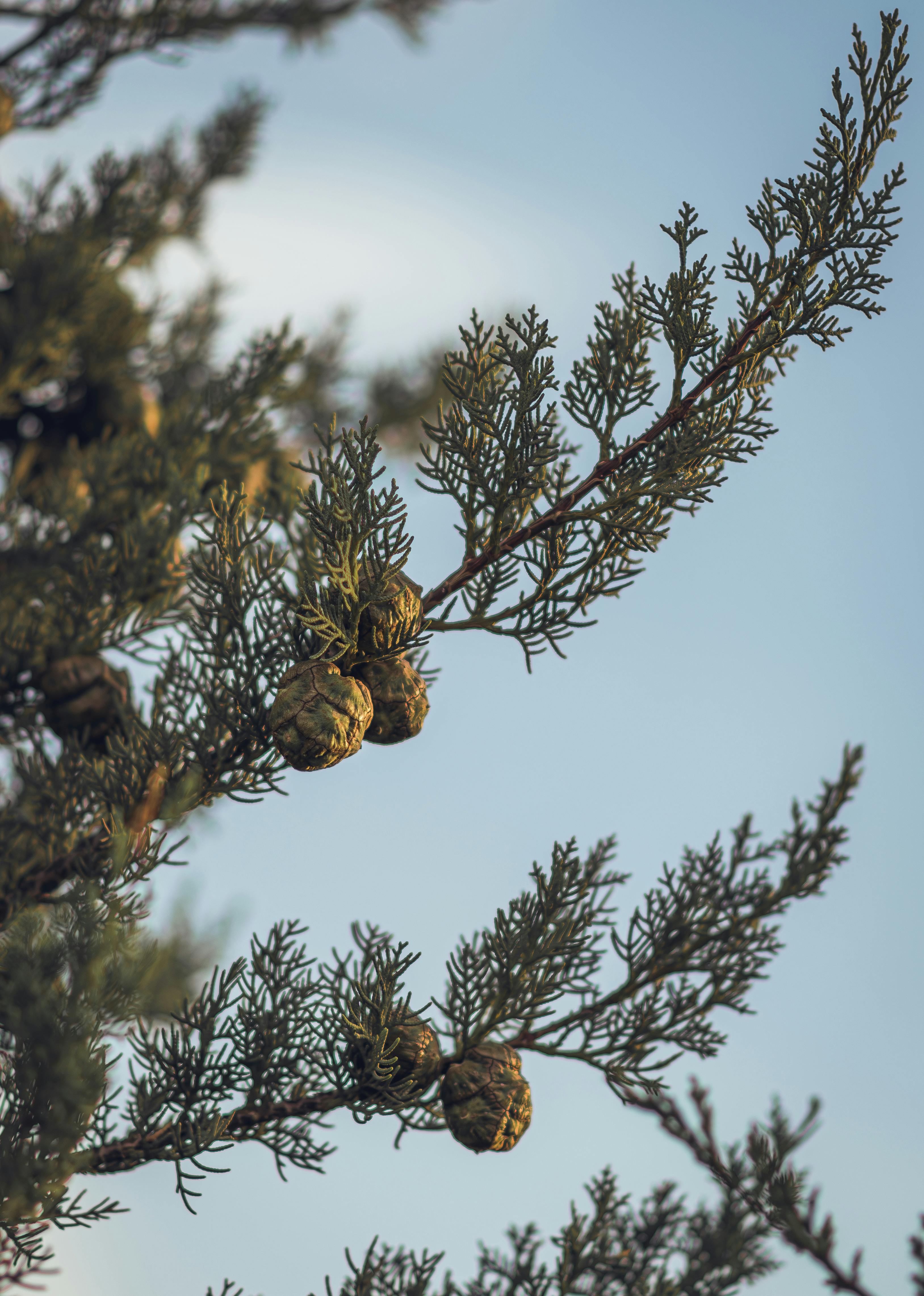 Cypress tree · Free Stock Photo