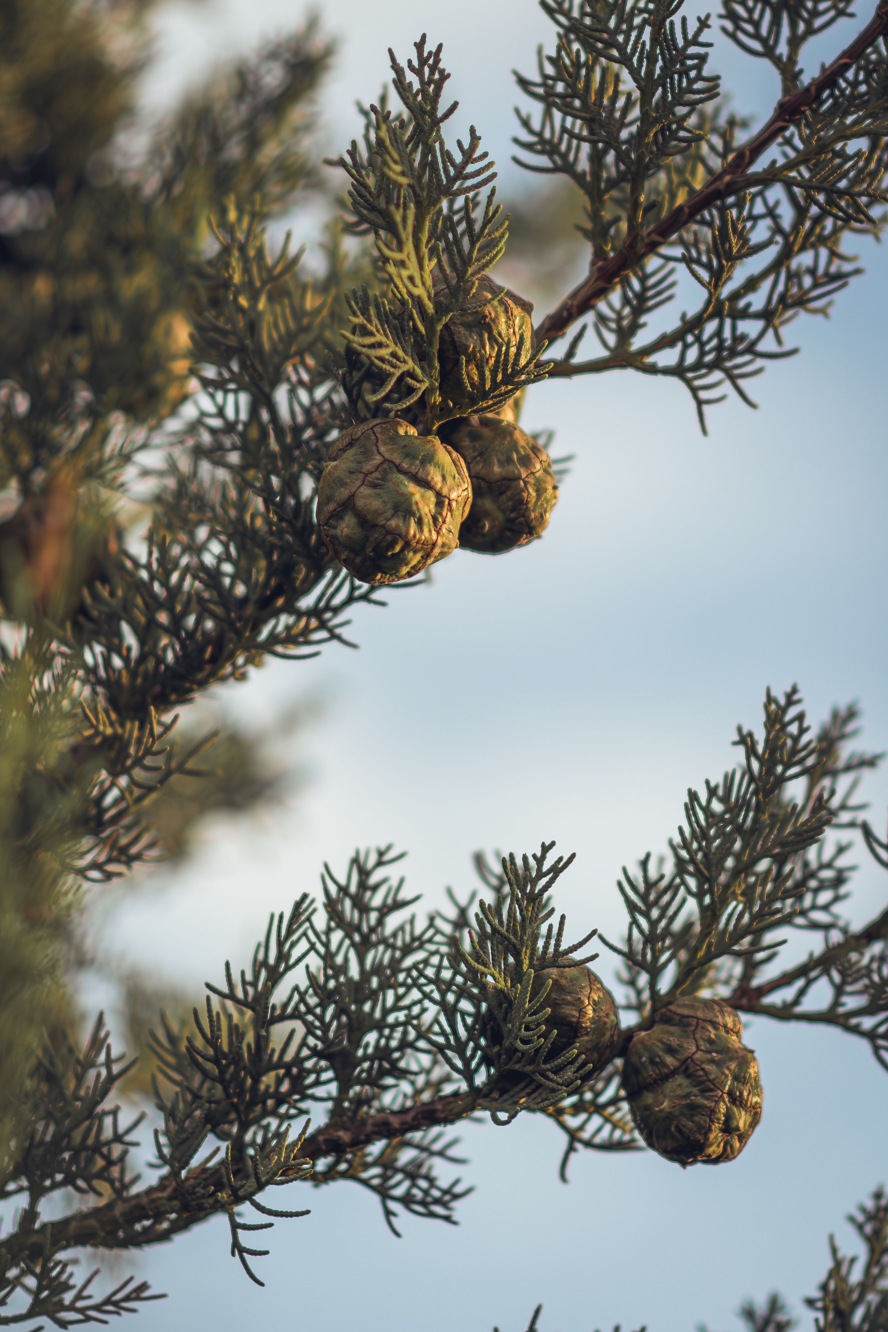 Cypress tree · Free Stock Photo