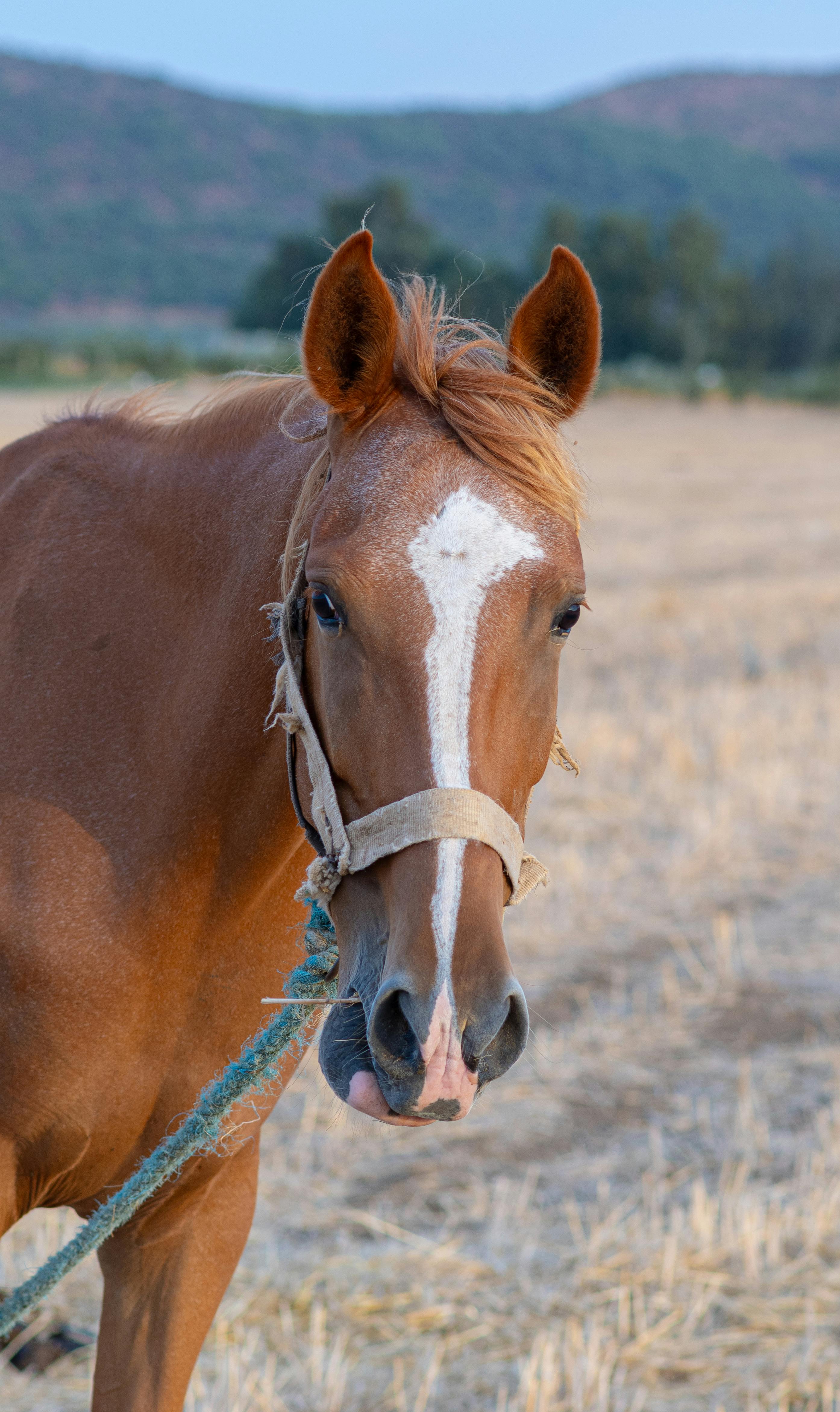 Field Patient Photos, Download The BEST Free Field Patient Stock Photos ...