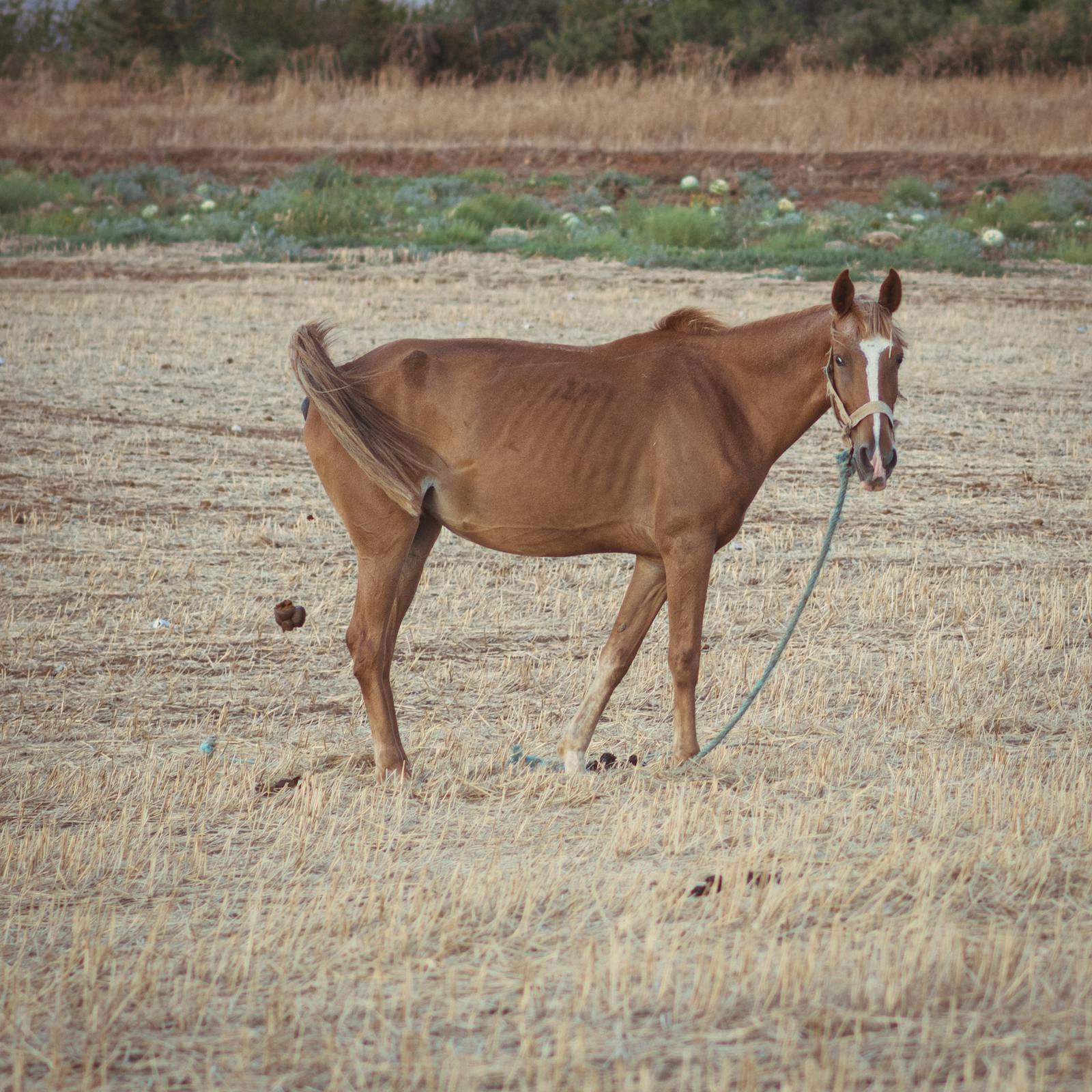 Poop Photos, Download The BEST Free Poop Stock Photos & HD Images