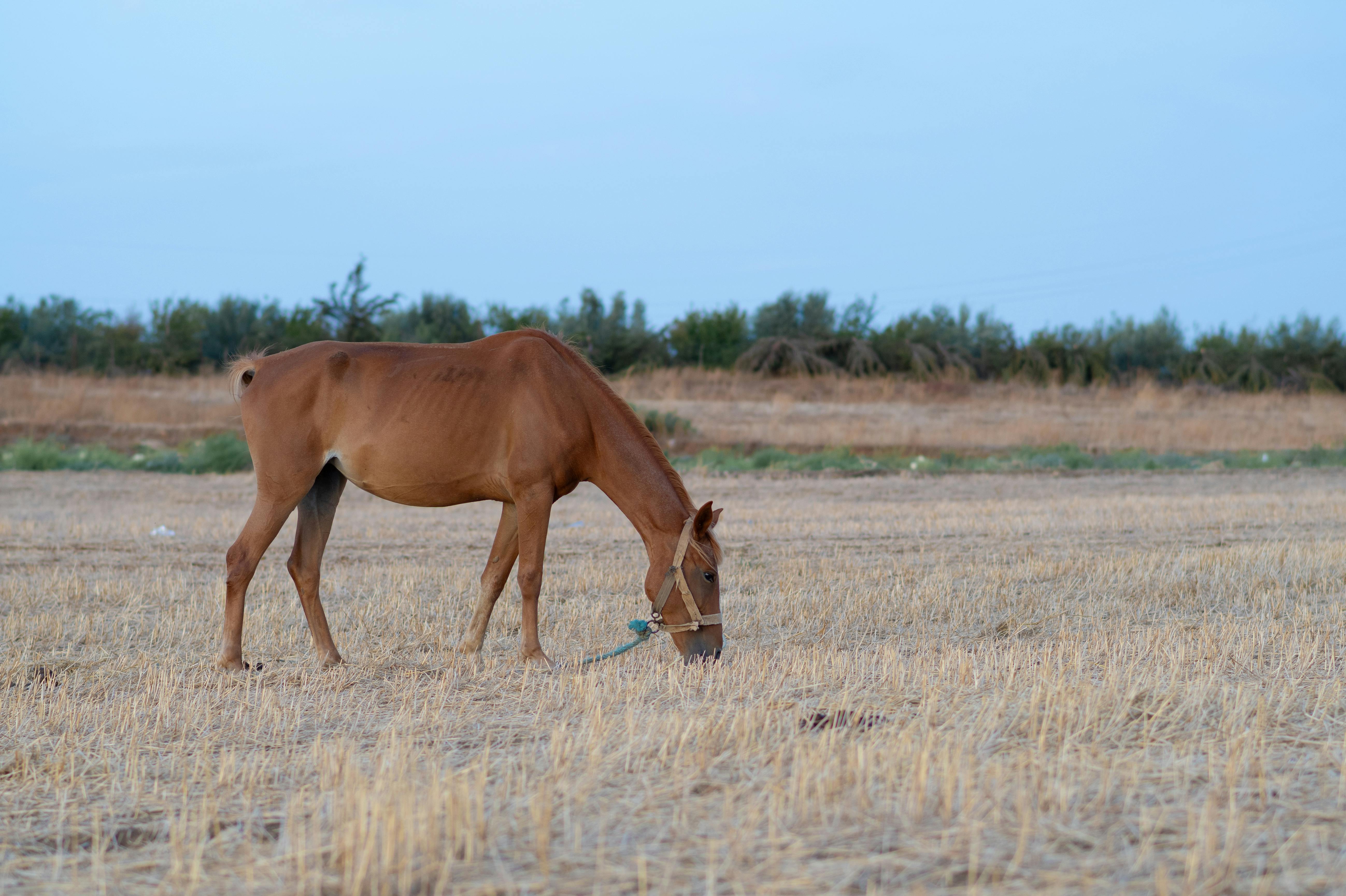 A mule eating · Free Stock Photo