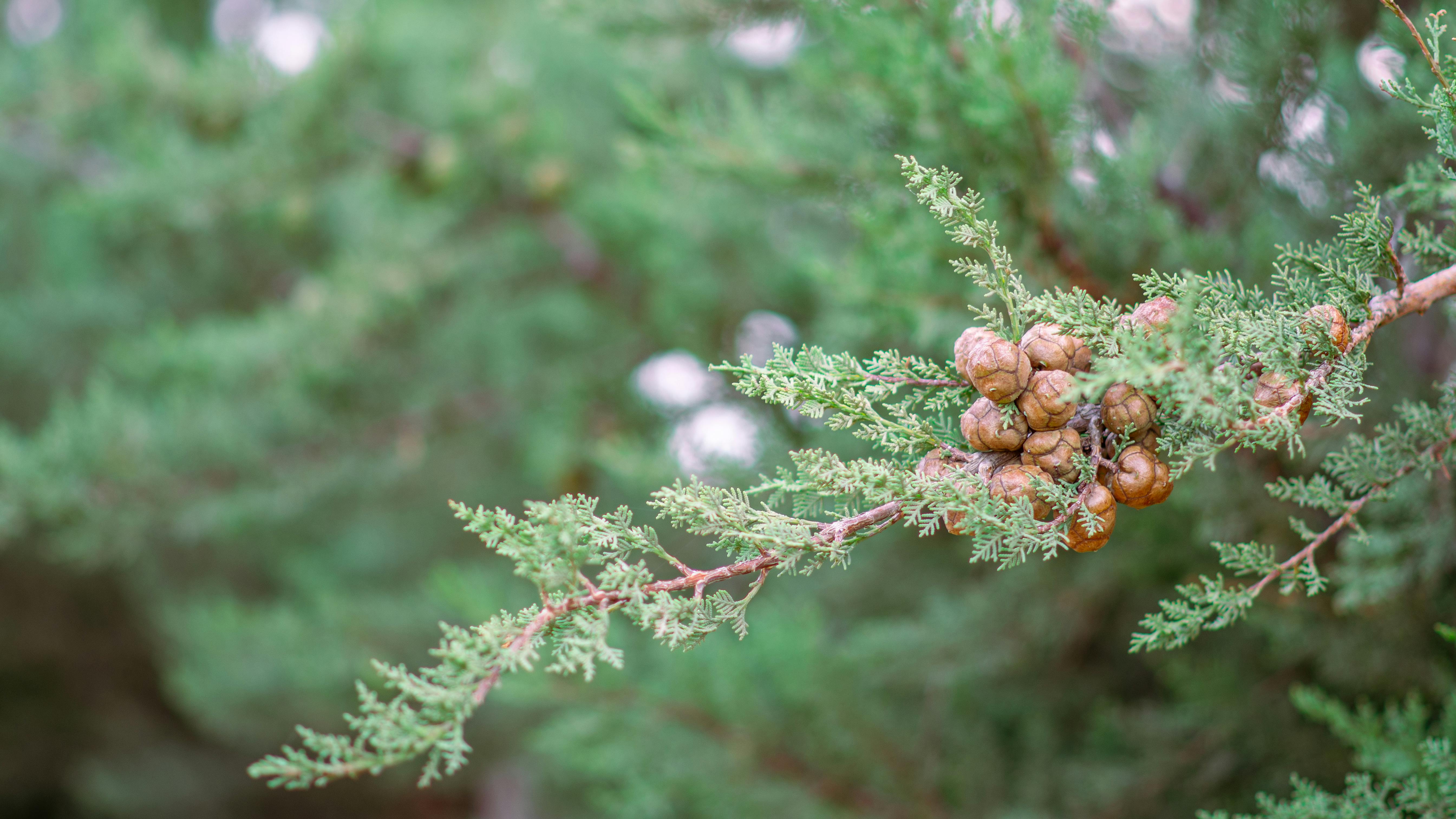 Cypress tree wallpaper · Free Stock Photo