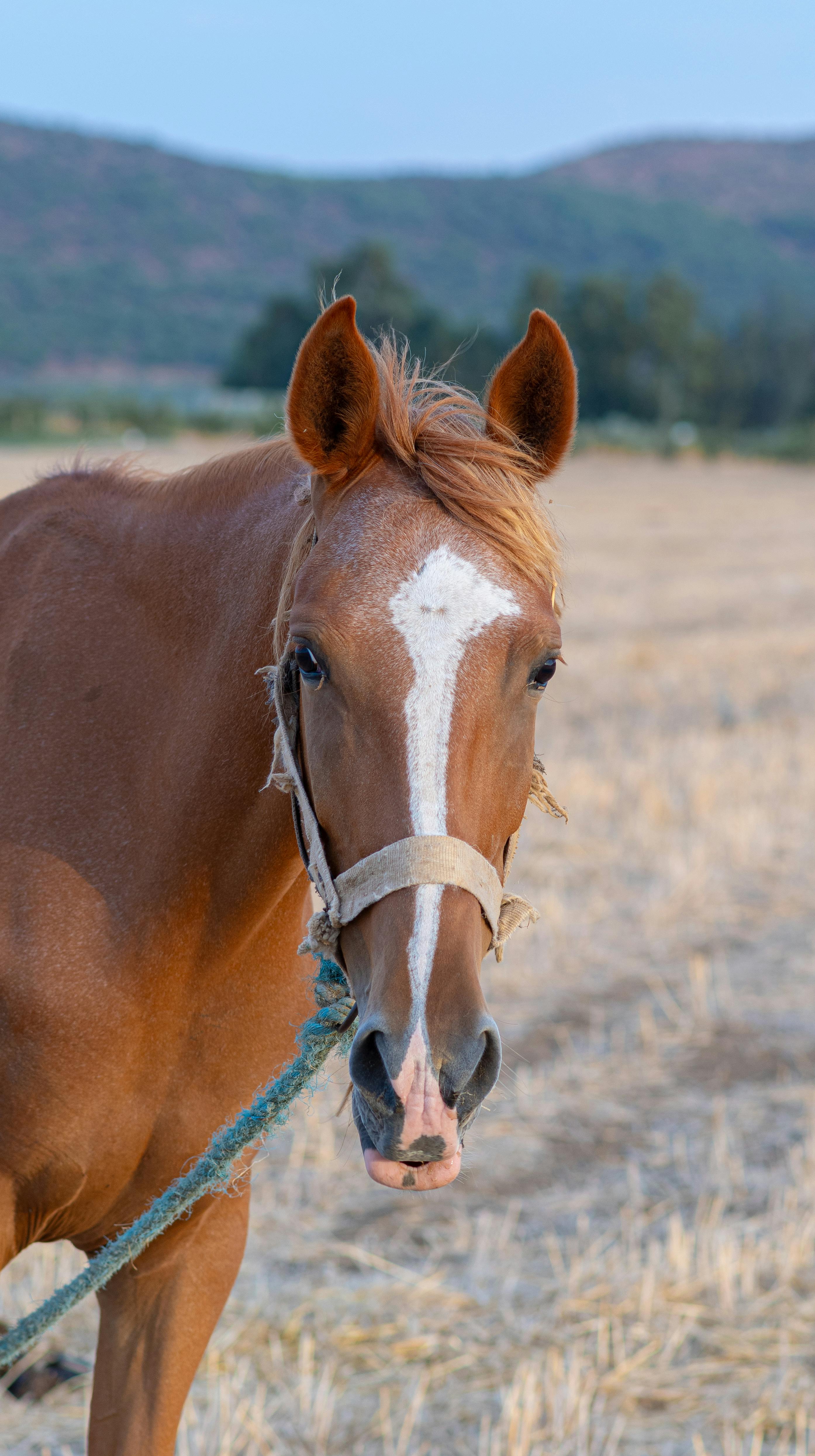 Mule portrait · Free Stock Photo