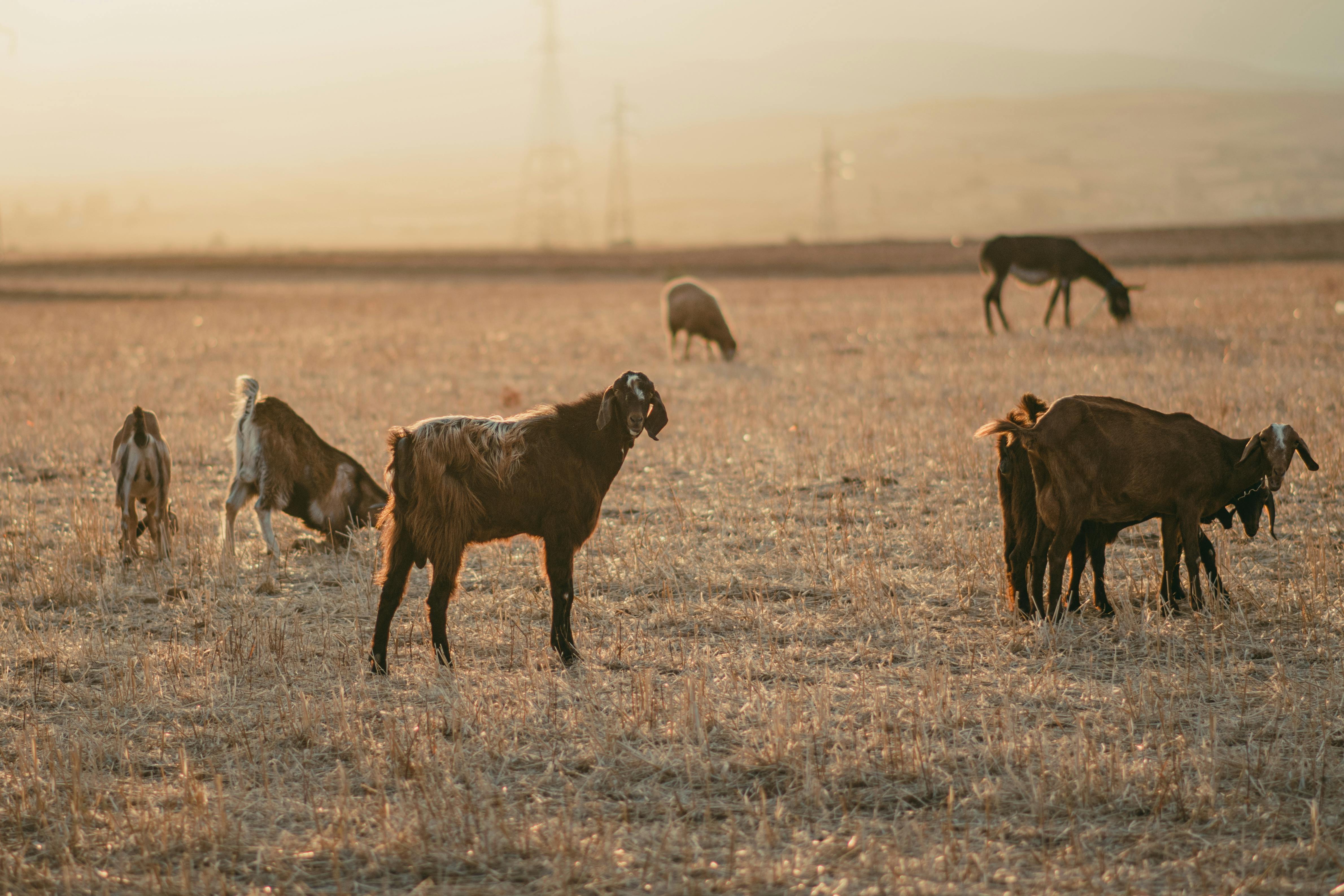 Red Goat · Free Stock Photo