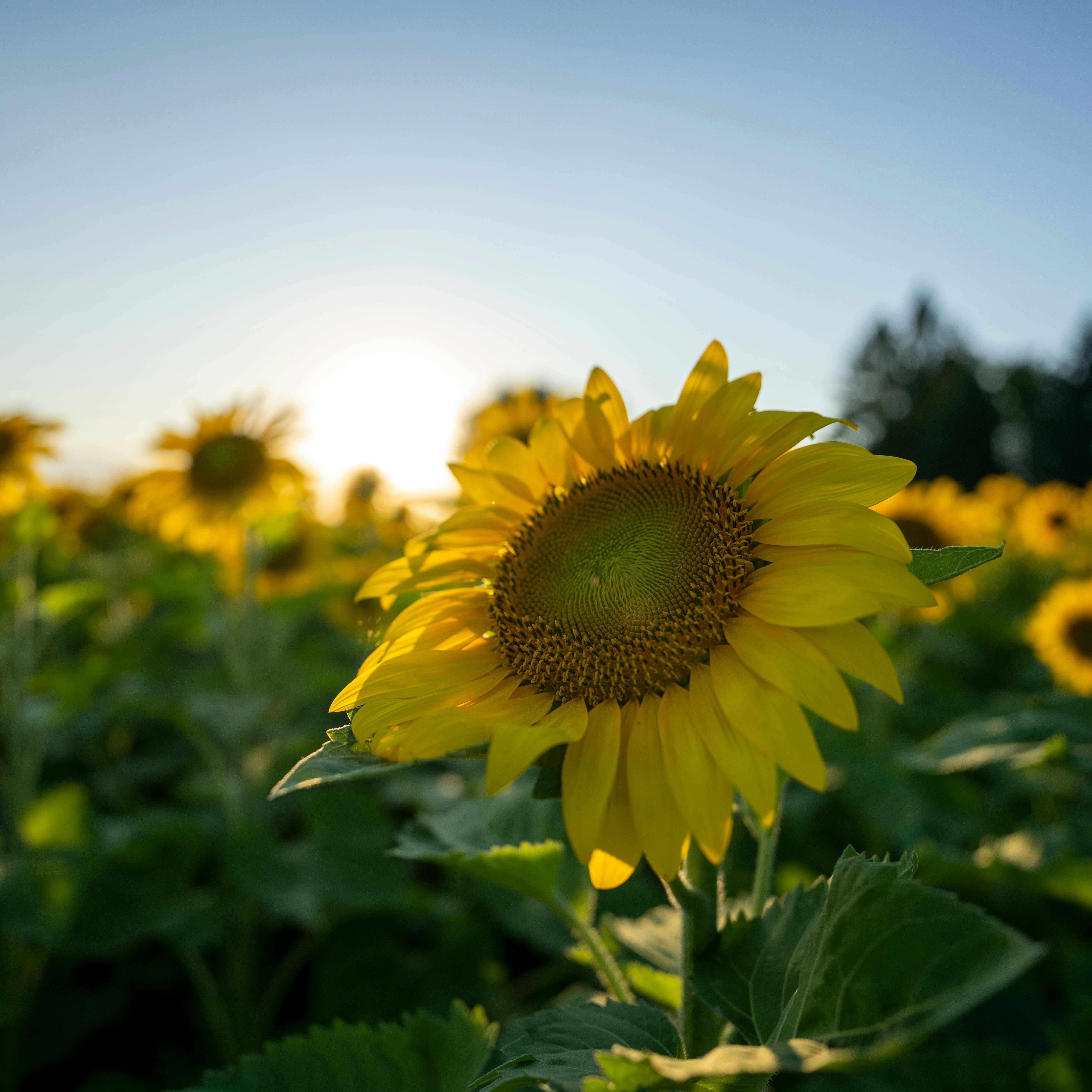 Sunflower in the sun · Free Stock Photo