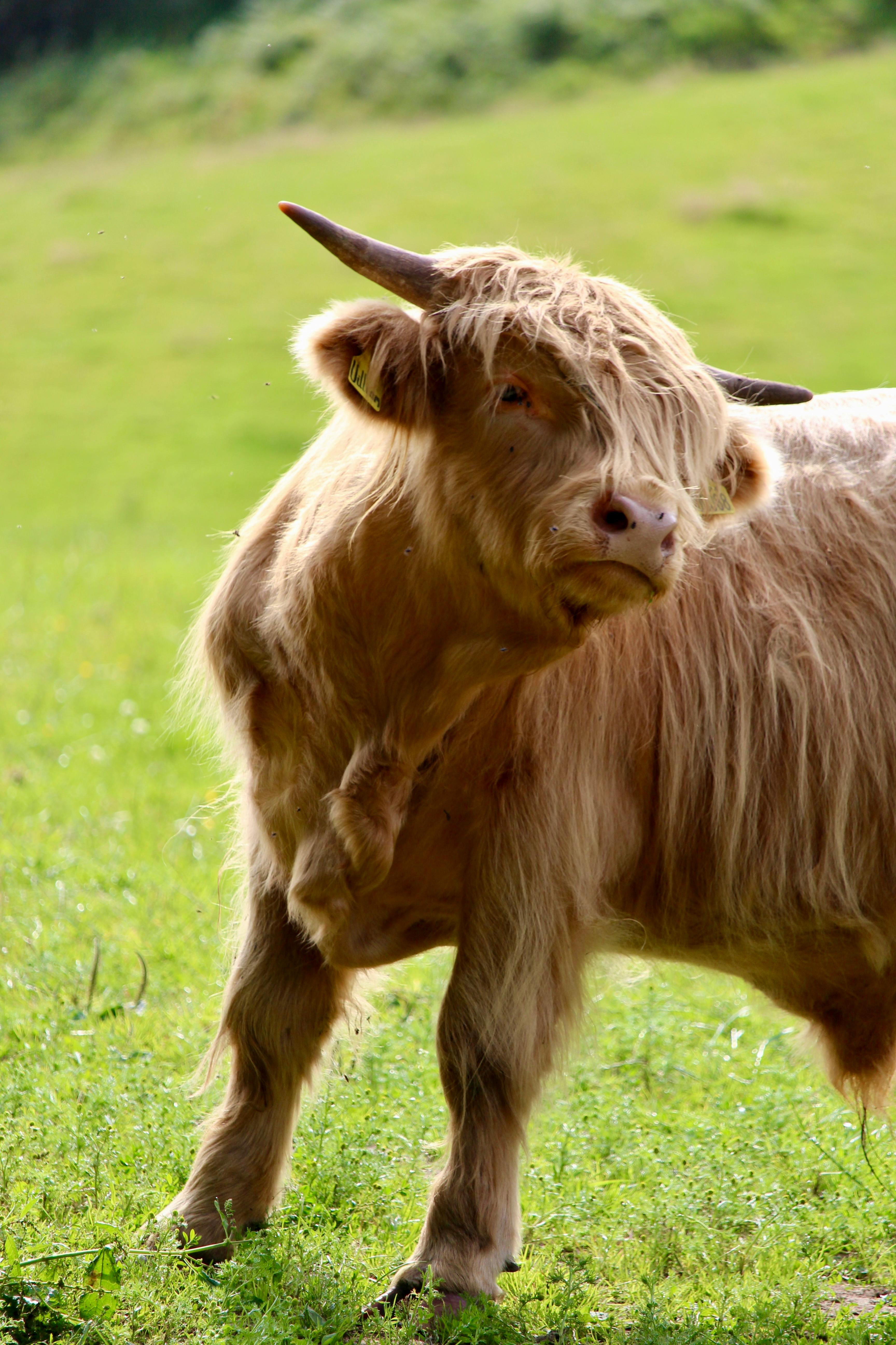 Portrait Of A Brown Cow · Free Stock Photo