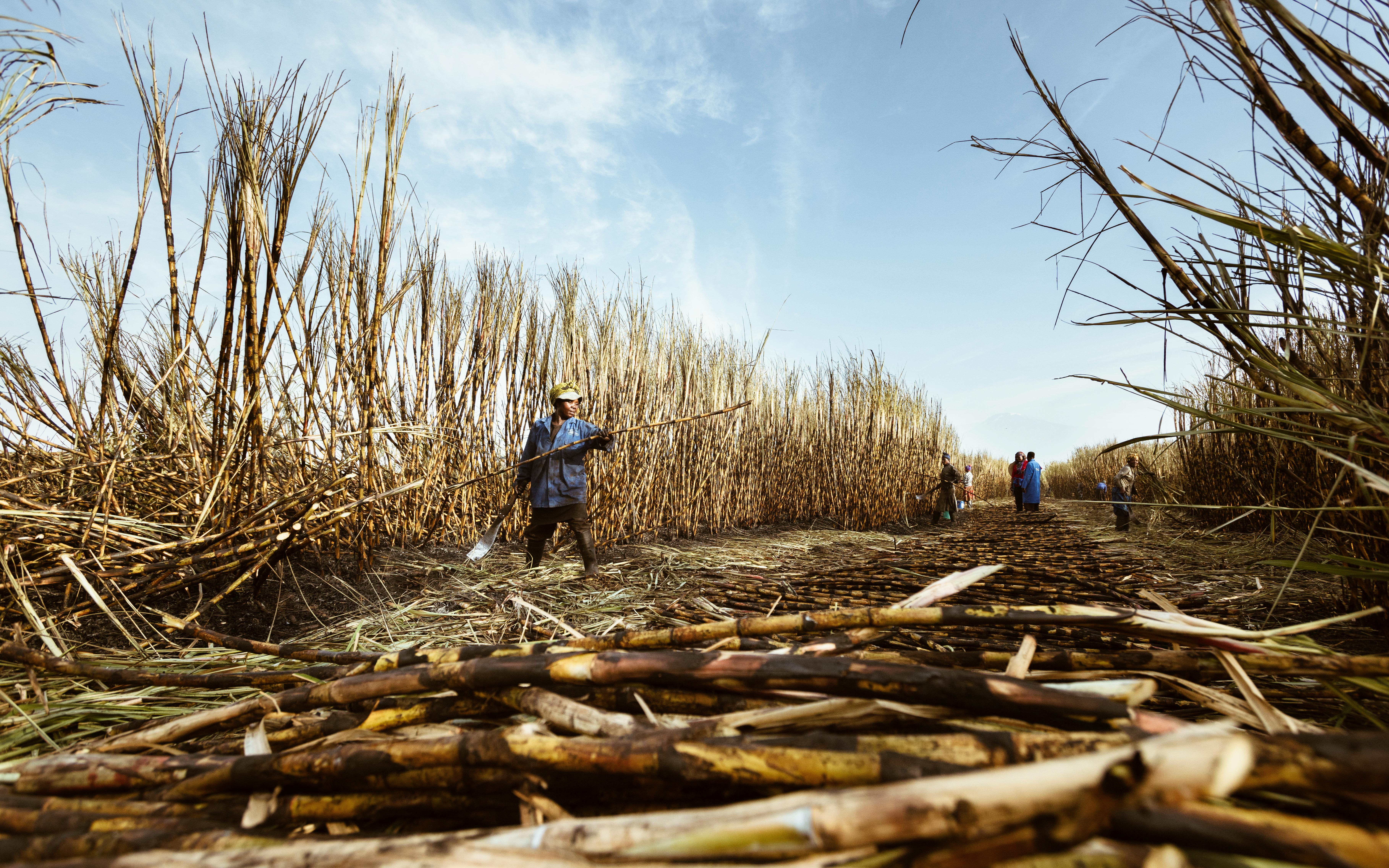 Photo gratuite de agriculture, agriculture traditionnelle, agronomie ...