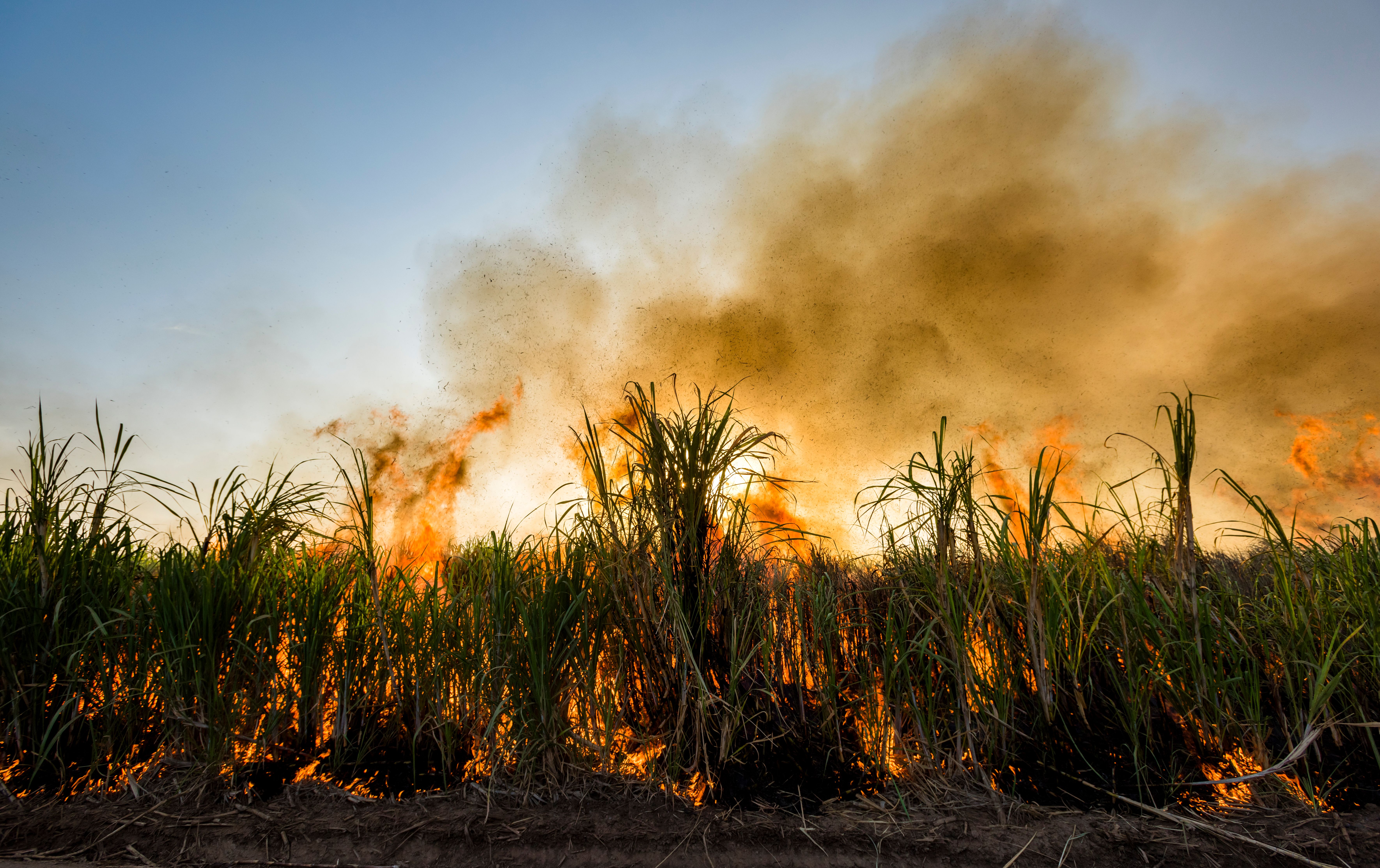 Photo gratuite de agriculture, brûlage agricole, brûler, burning field ...