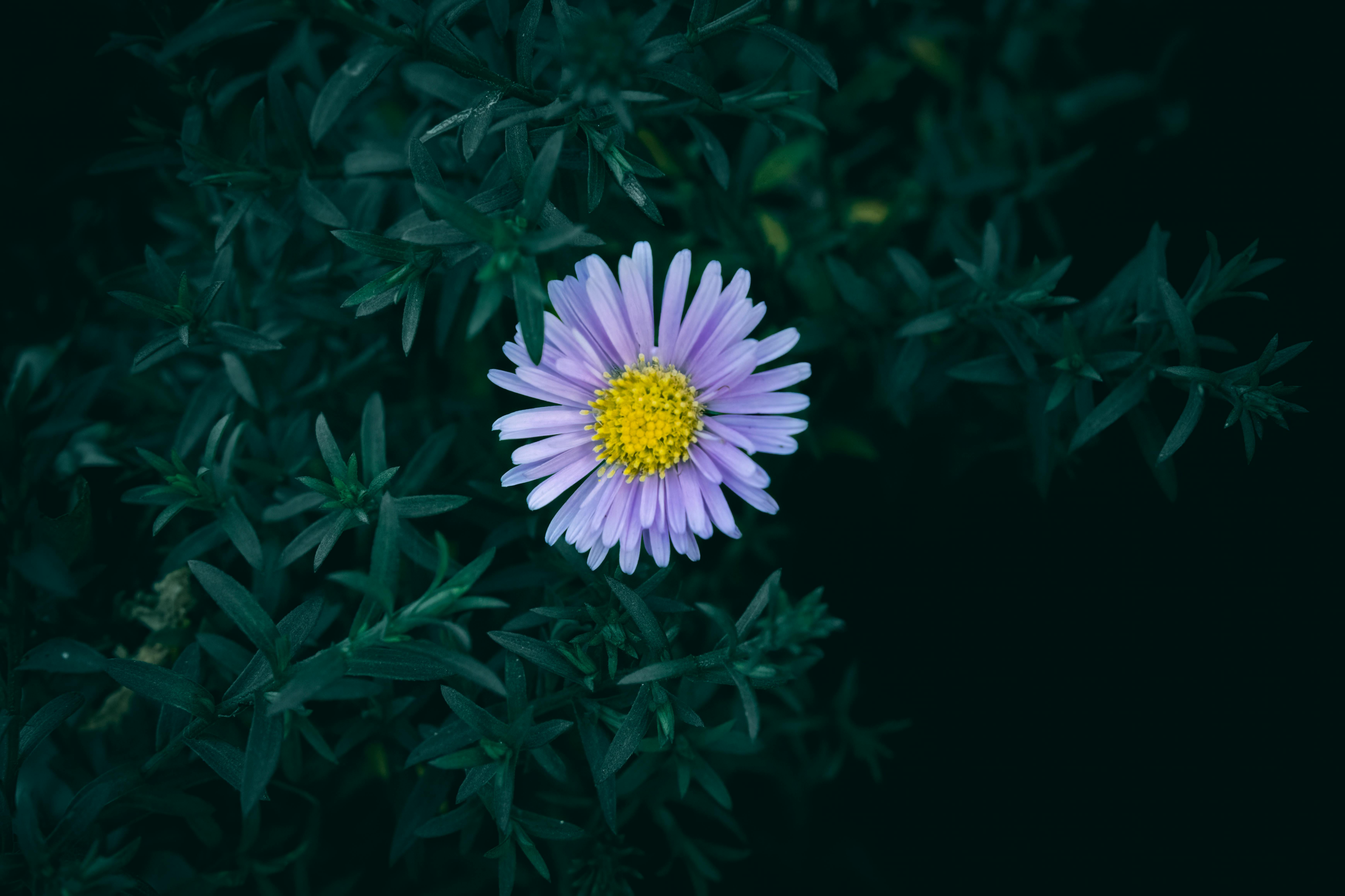 A close up of a purple Michaelmas Daisy flower · Free Stock Photo